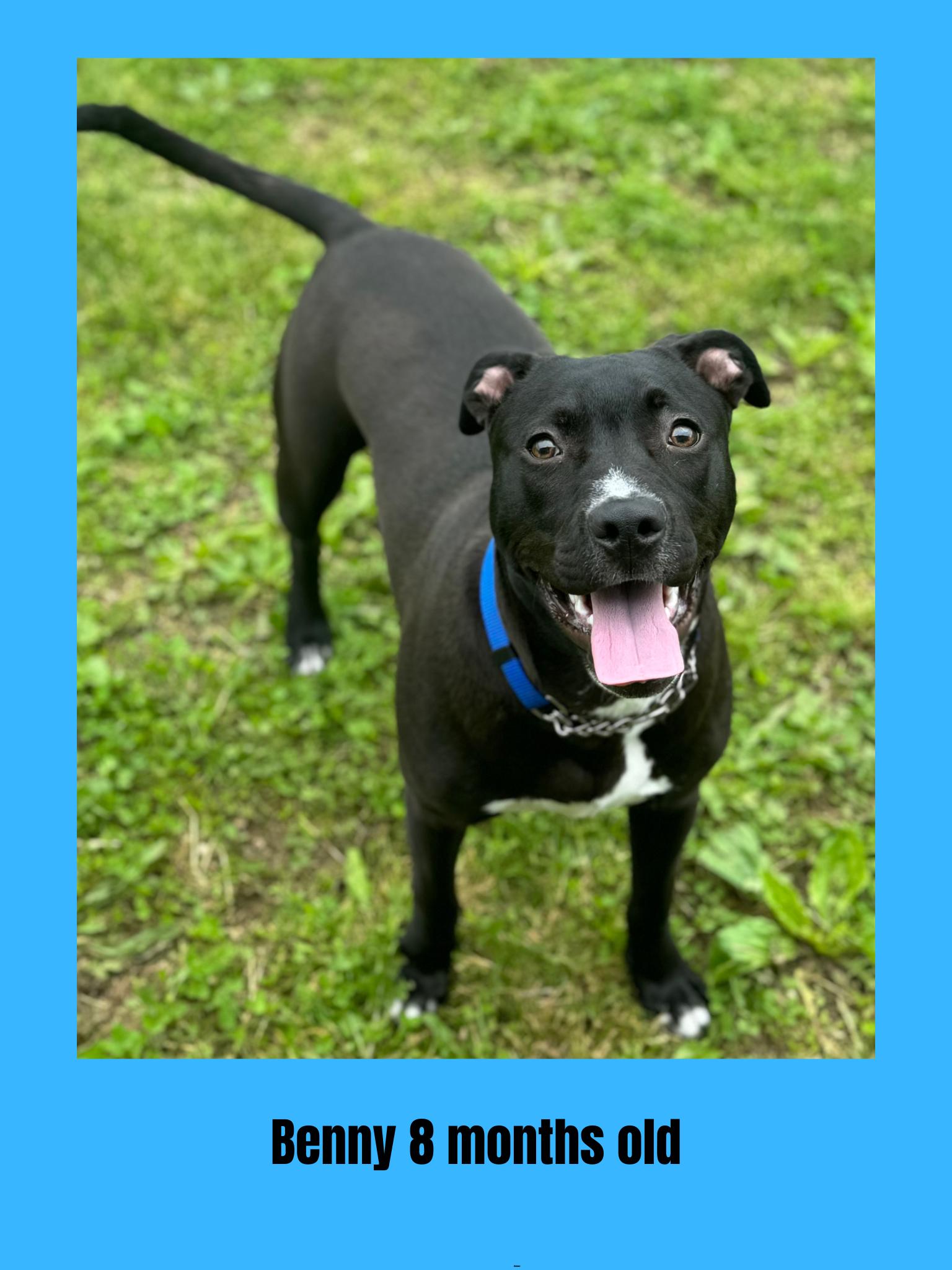 Available Pets - Portage Animal Protective League