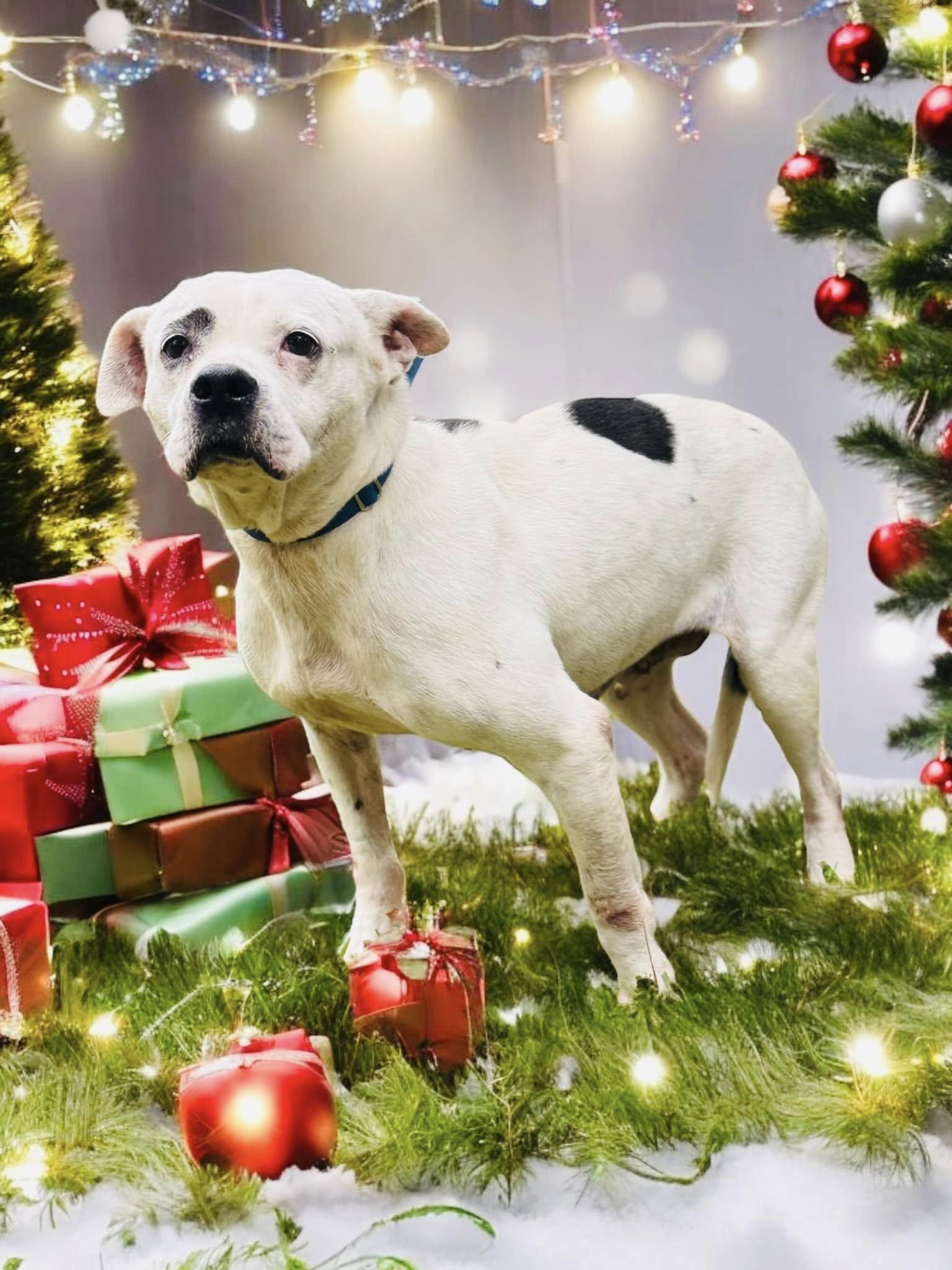 Dog for adoption - Shelly, a Pit Bull Terrier in Hodgkins, IL | Petfinder