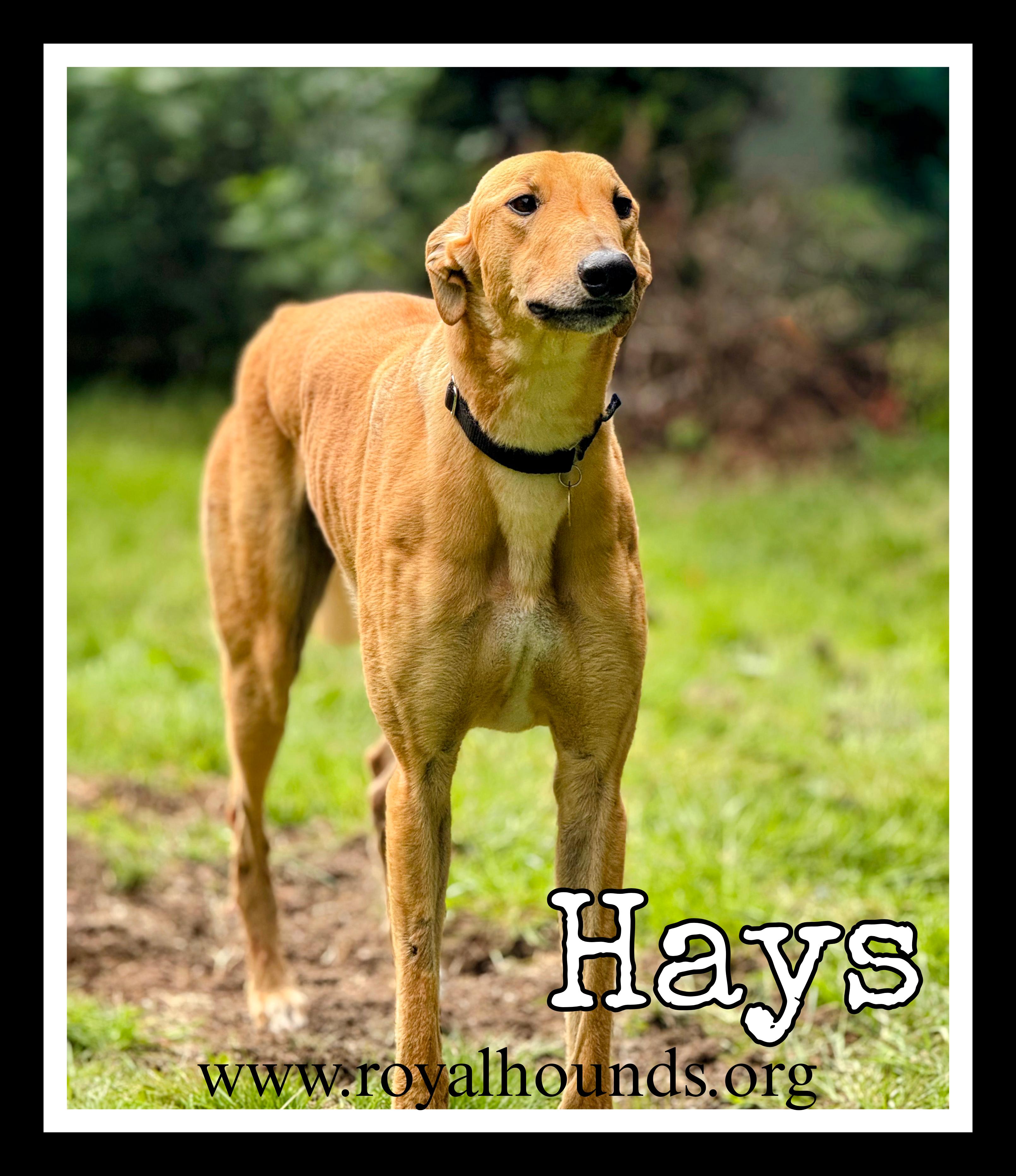 Dog for adoption - Hays, a Greyhound in Seattle, WA | Petfinder