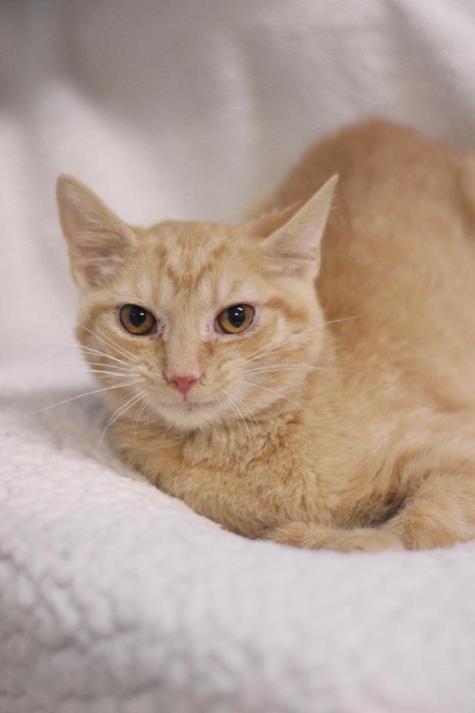 Cat for adoption - Archer, a Domestic Short Hair in Calhoun, KY | Petfinder