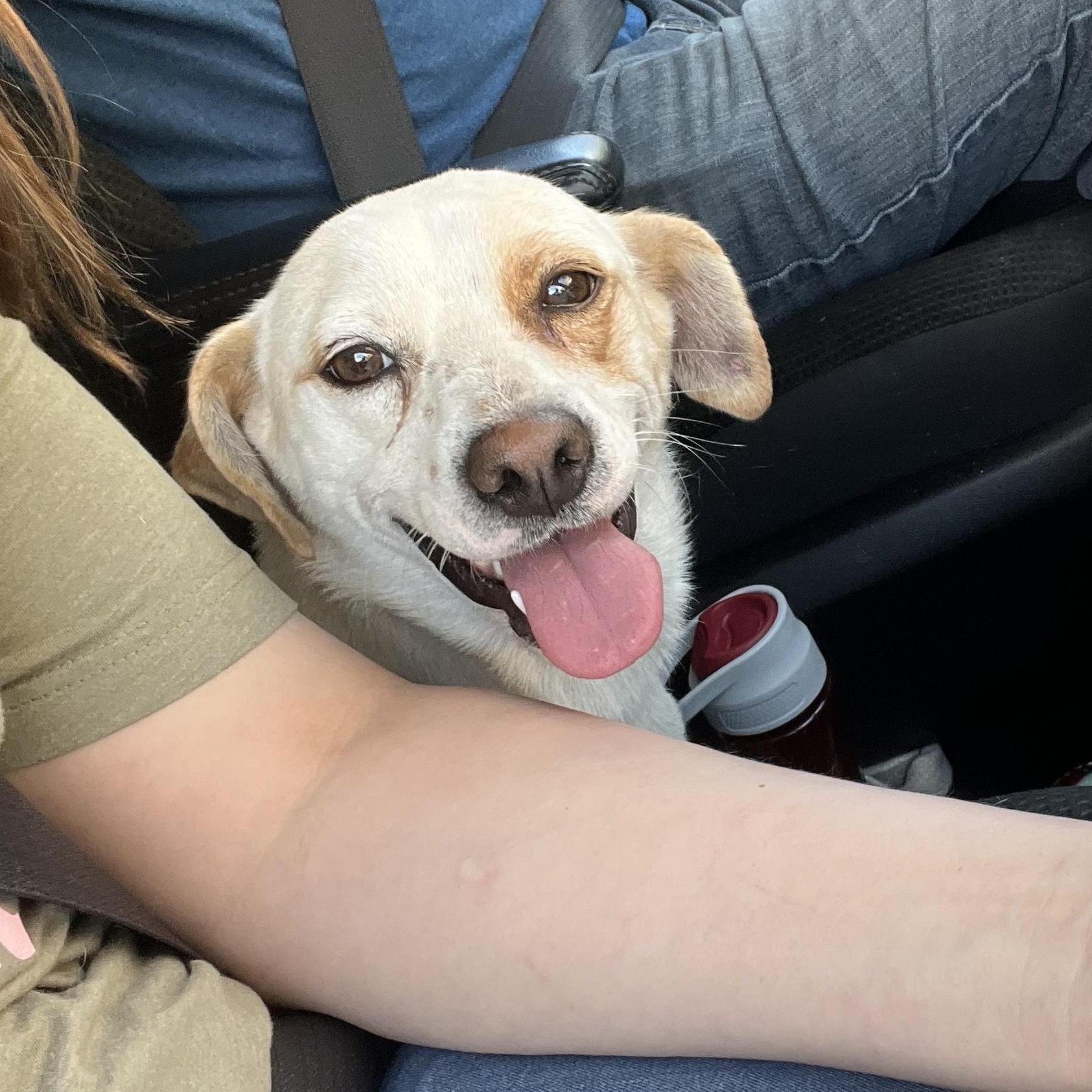 Dog for adoption - Noelle, a Beagle Mix in Byron, IL | Petfinder