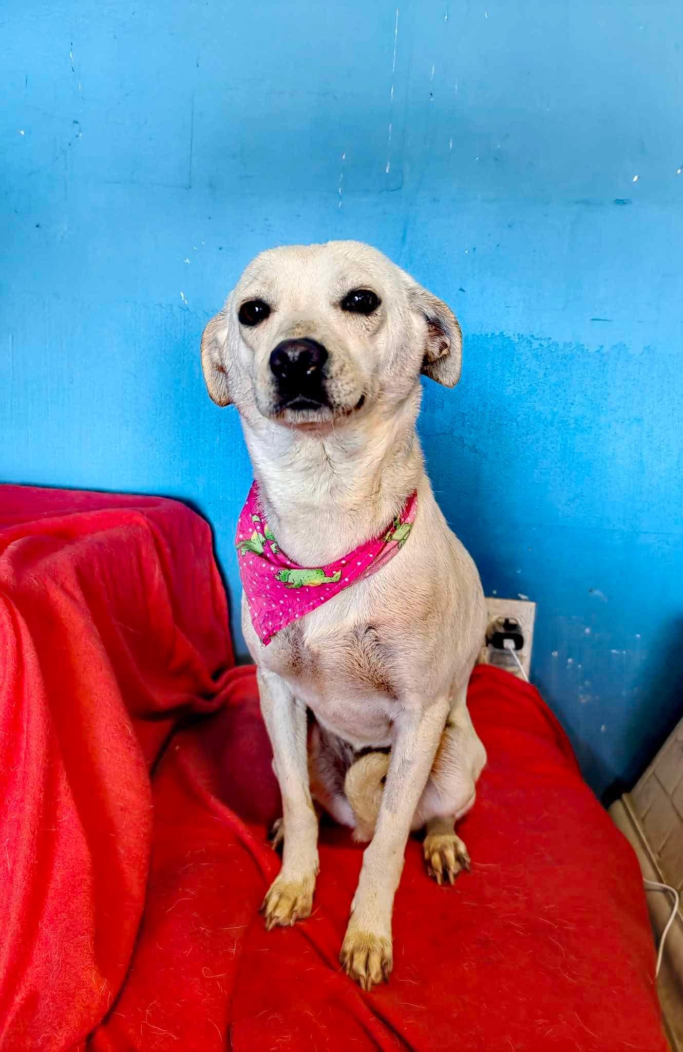 Dog for adoption - Bombi, a Mixed Breed in Puyallup, WA | Petfinder