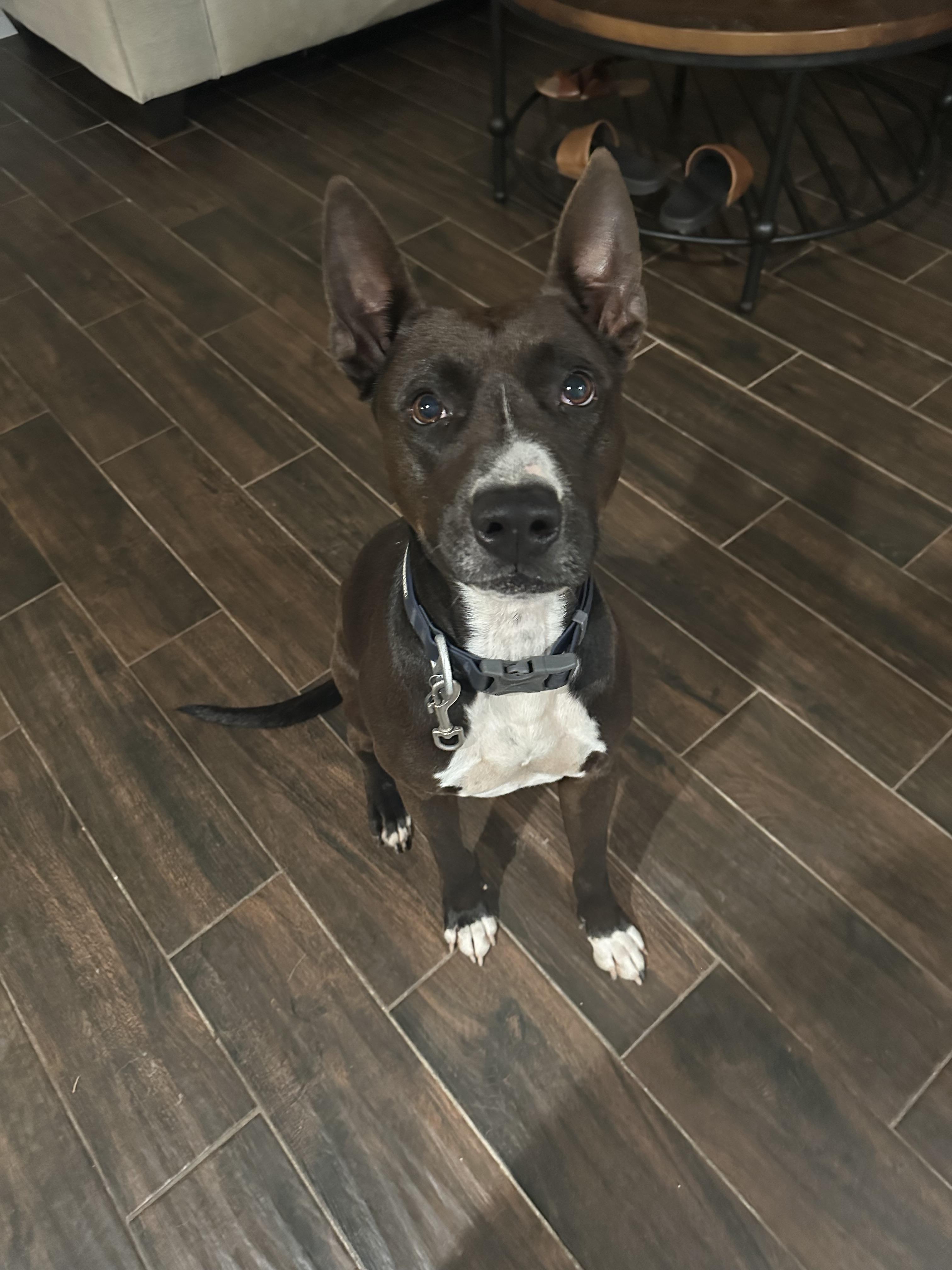 Dog for adoption - Winnie the Pooch, a Black Labrador Retriever & Pit ...