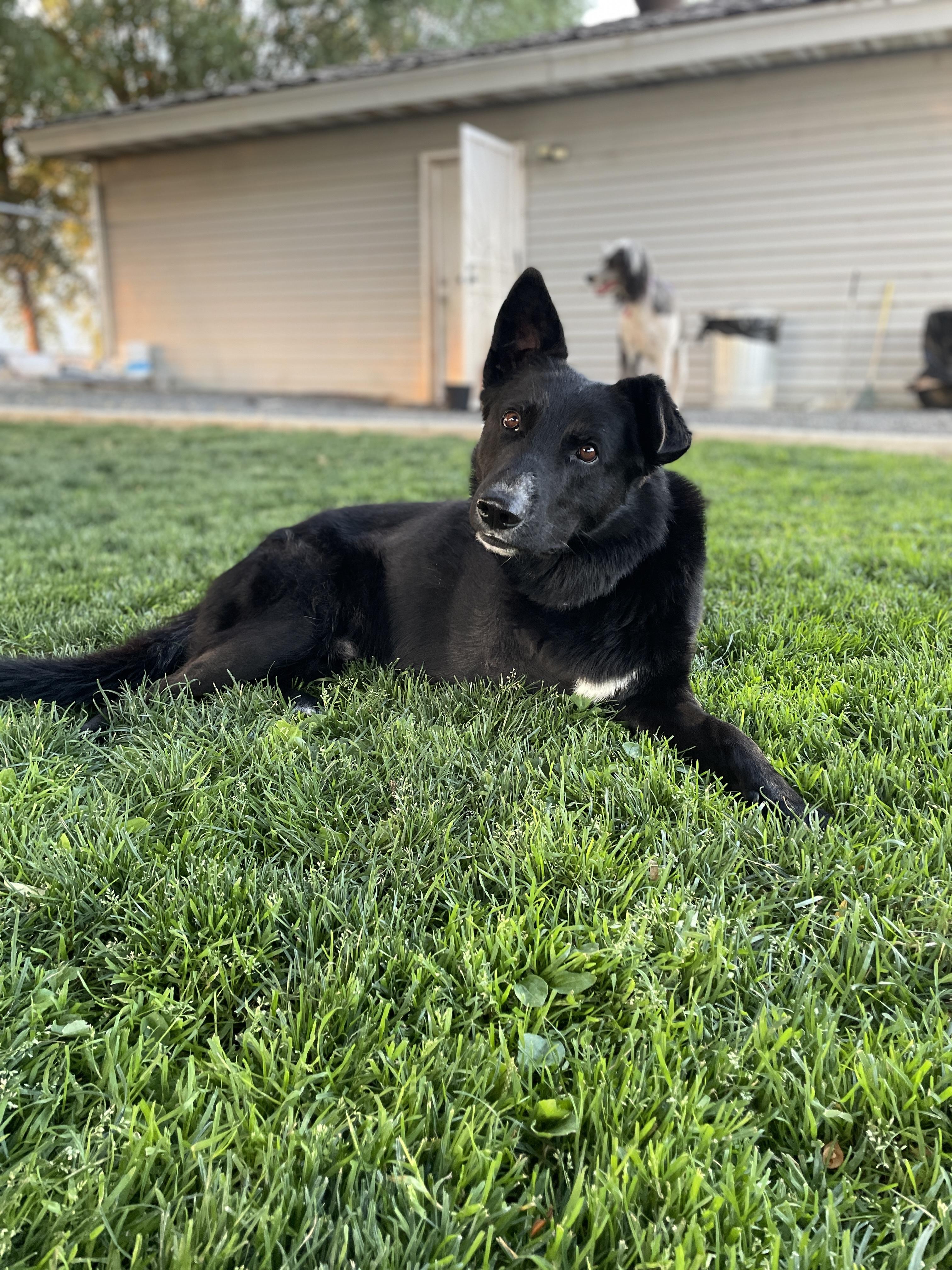 Dog for adoption - Tres, a German Shepherd Dog & Border Collie Mix in ...