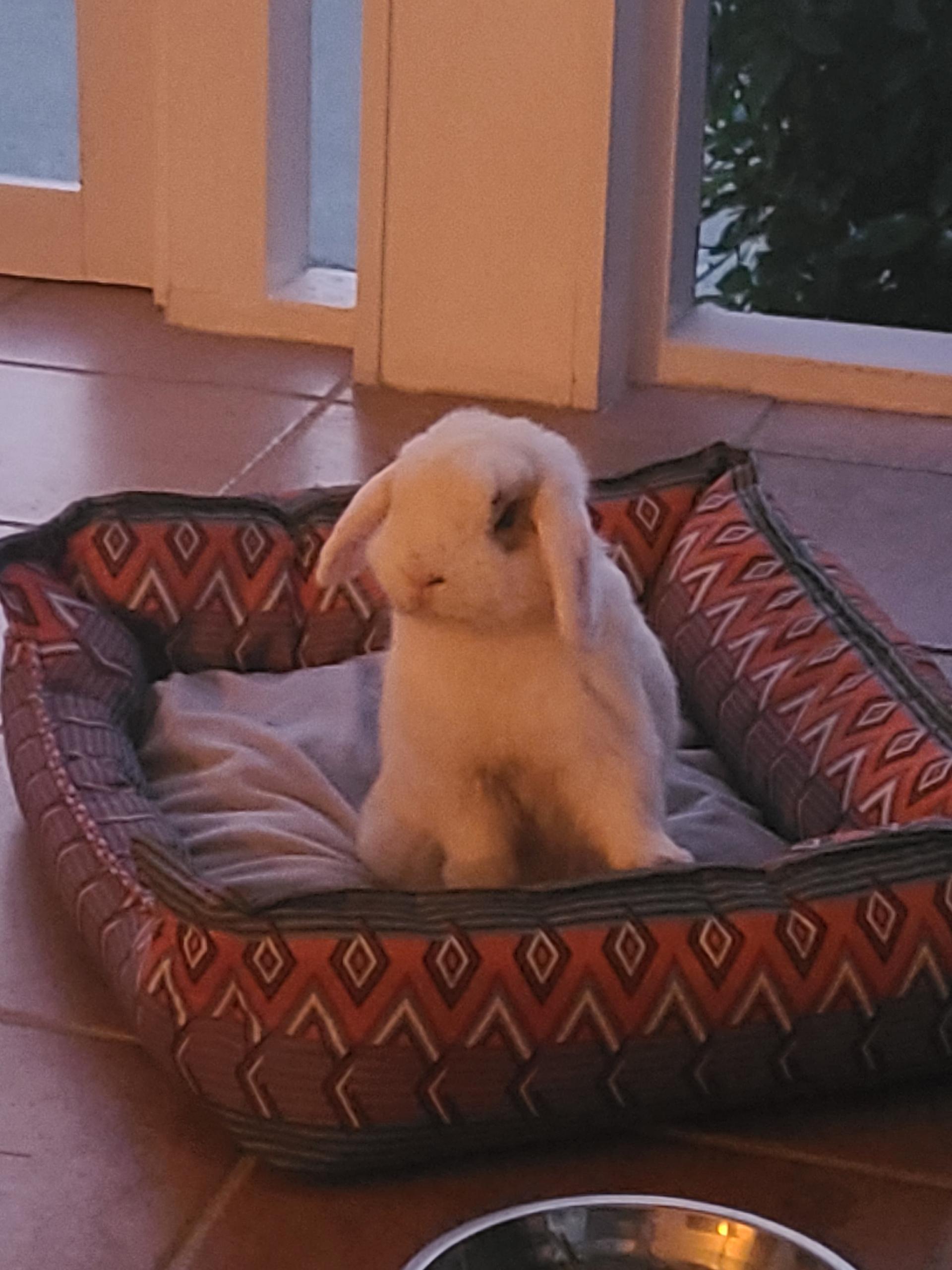 Rabbit for adoption - Nibbles, a Holland Lop in Murrells Inlet, SC ...