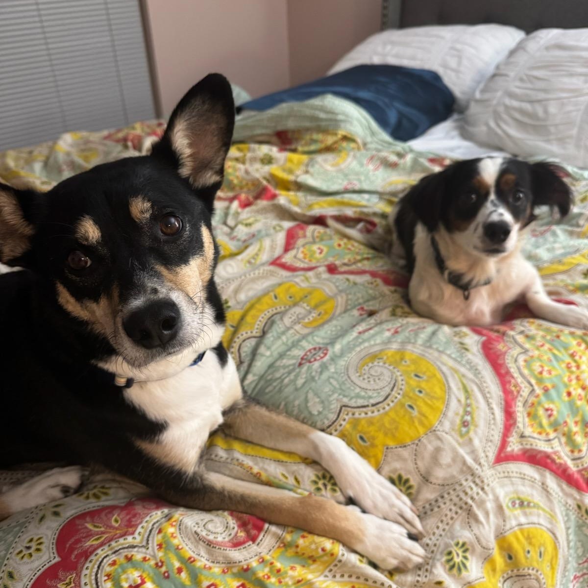 Dog for adoption - Snoopy, a Dachshund (Long Haired) Mix in Potomac, MD ...