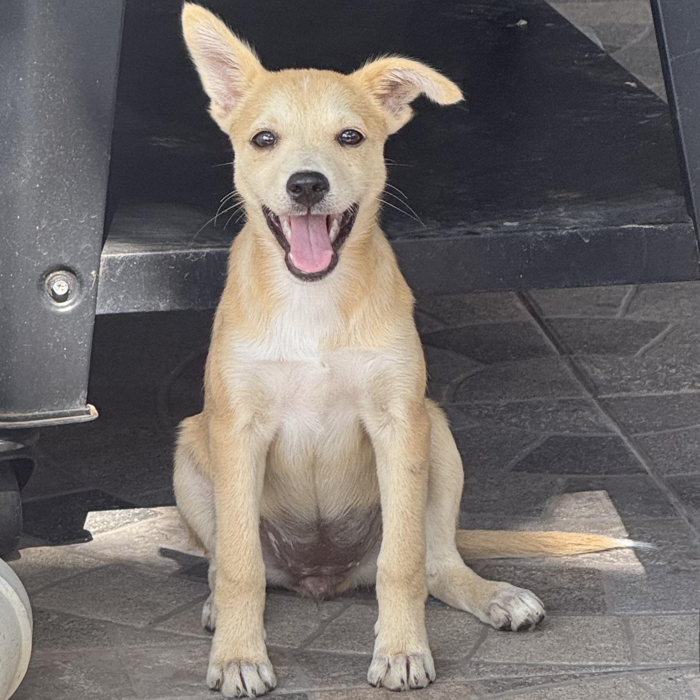 Dog for adoption - Chiquita, a Jack Russell Terrier & Yellow Labrador ...