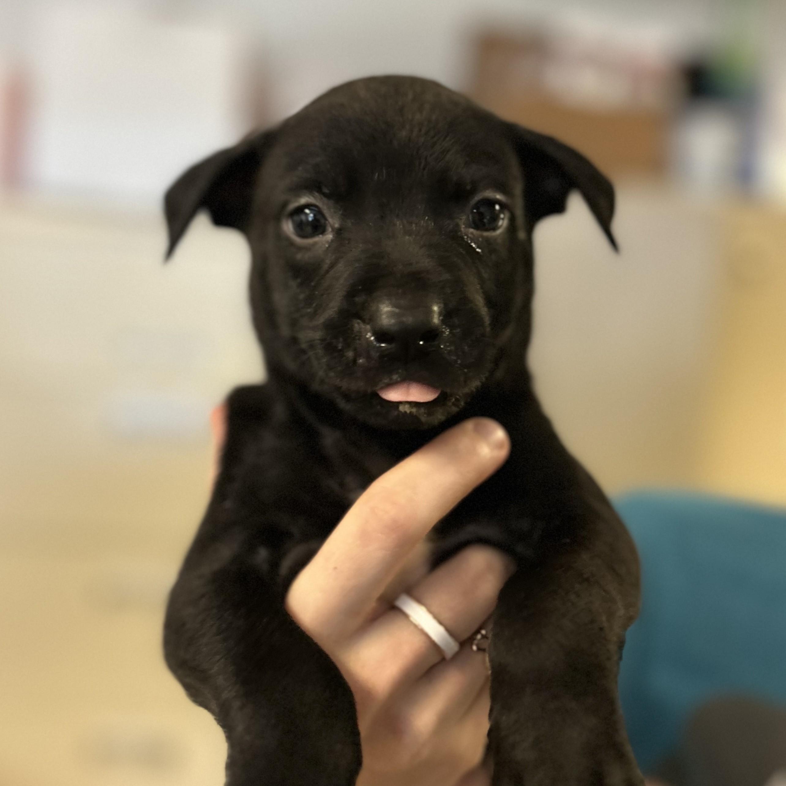 Dog for adoption - Skittles, a Terrier Mix in Pound, VA | Petfinder