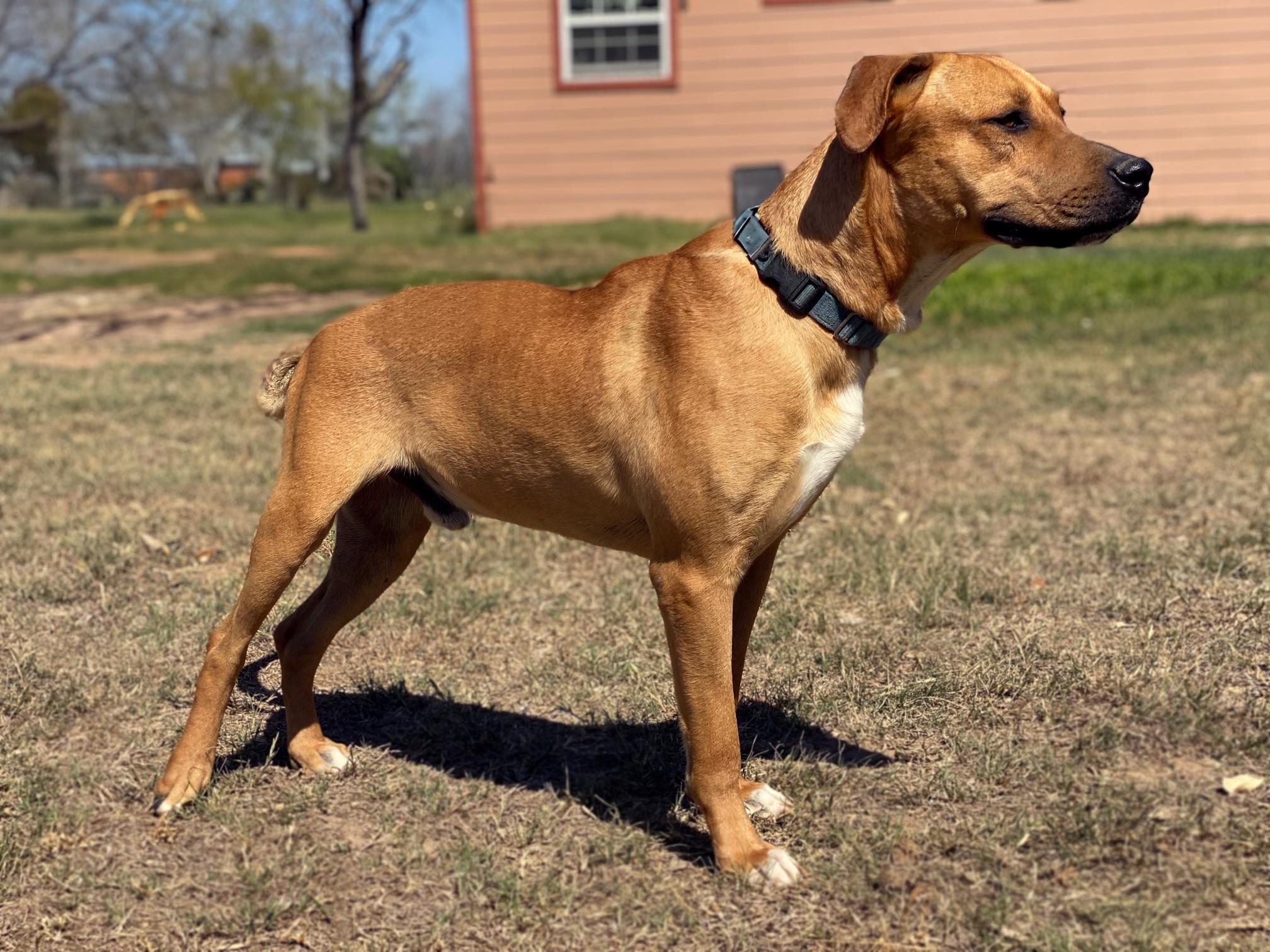 Dog for adoption - Jasper, a Labrador Retriever Mix in Rochester, MN ...