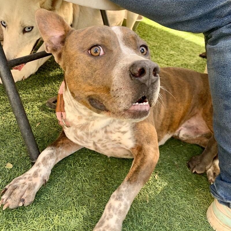 Dog for adoption - Mondo Mahomes the coolest guy in town, an American ...