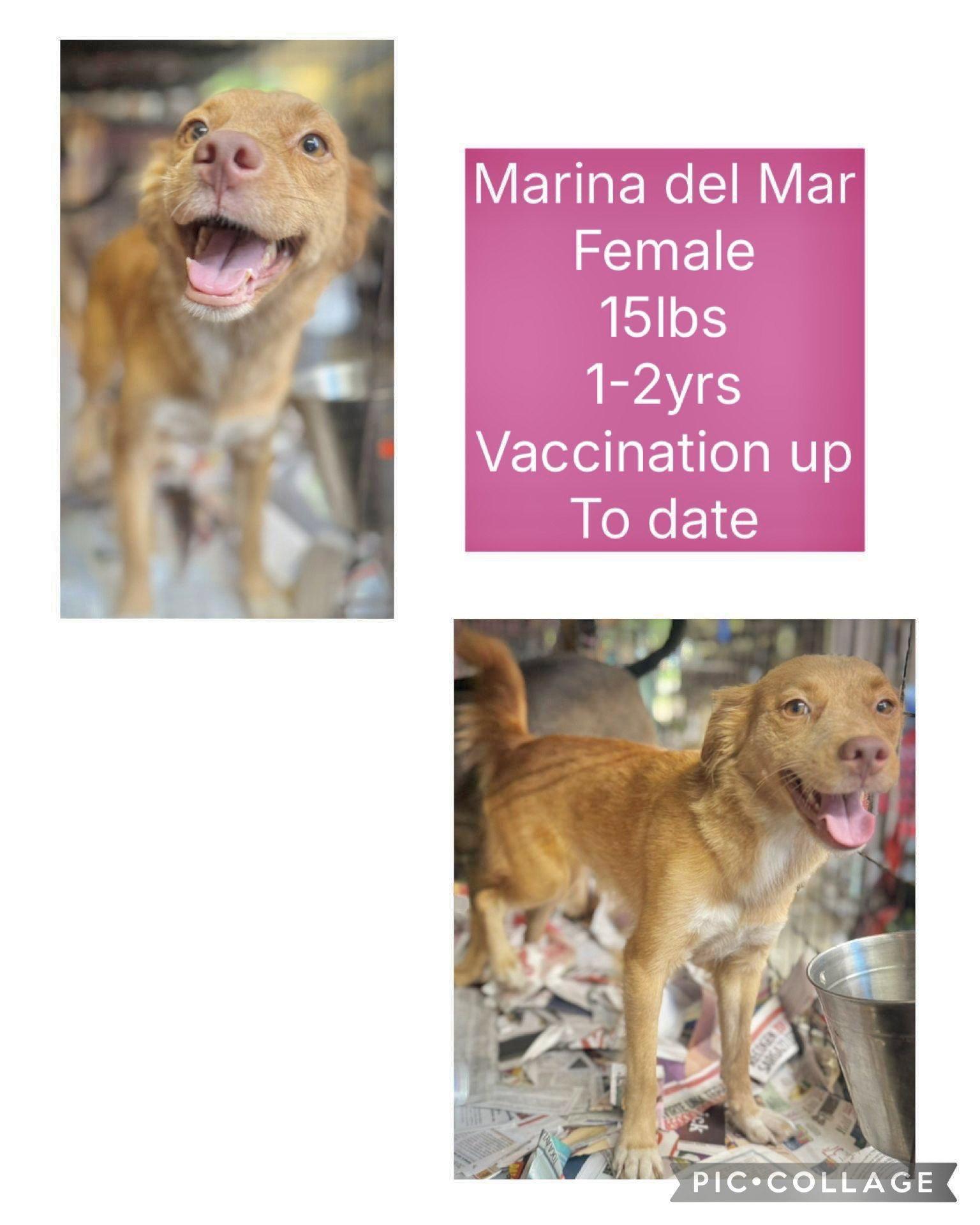 Marina del Mar - Adoptable Pet | Petfinder | Petfinder