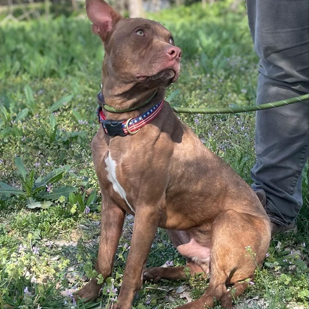 Dog for adoption - Dobby, a German Pinscher & American Staffordshire ...