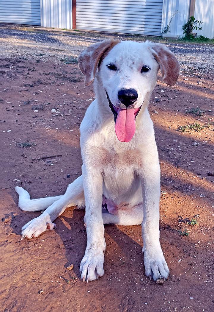 Dog for adoption - Oden, a Labrador Retriever & Great Pyrenees Mix in ...