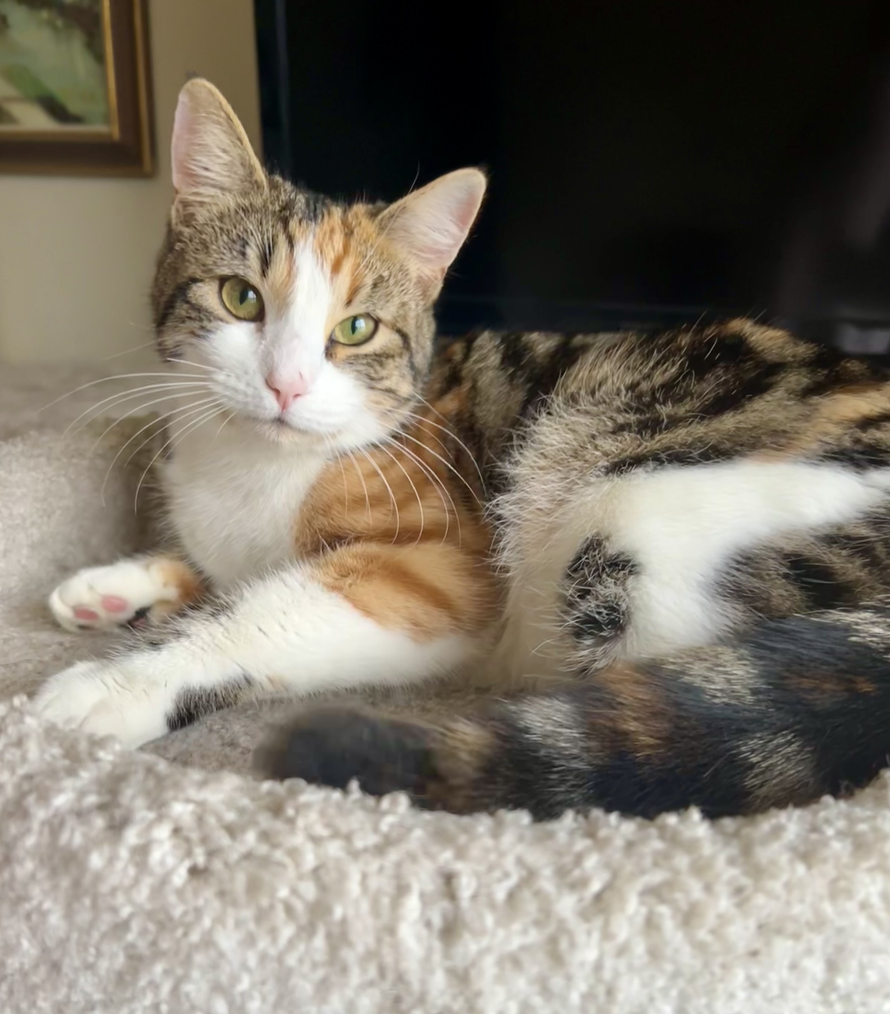 Cat for adoption - Charming female cat with independent personality, an ...