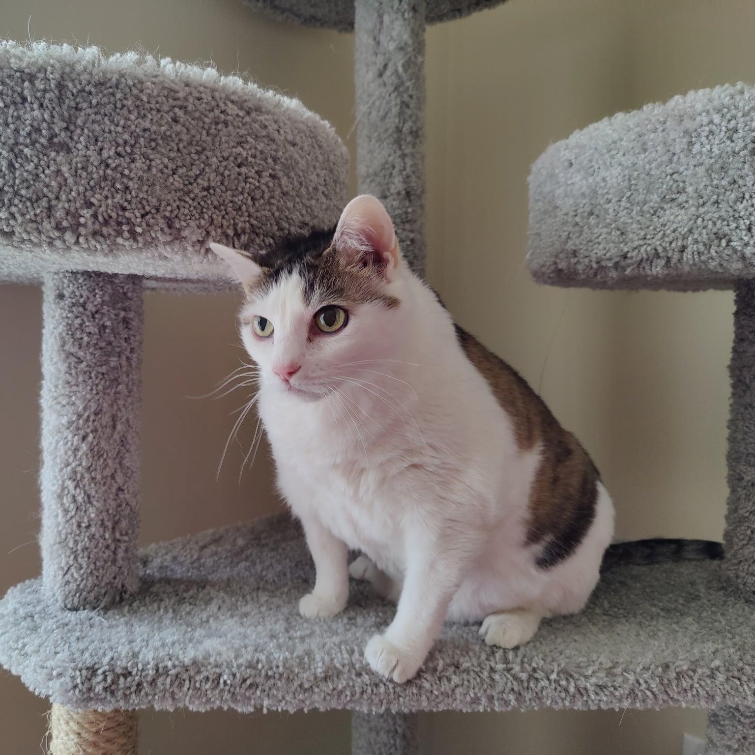 Cat for adoption - Joy, a Domestic Short Hair in Vine Grove, KY | Petfinder