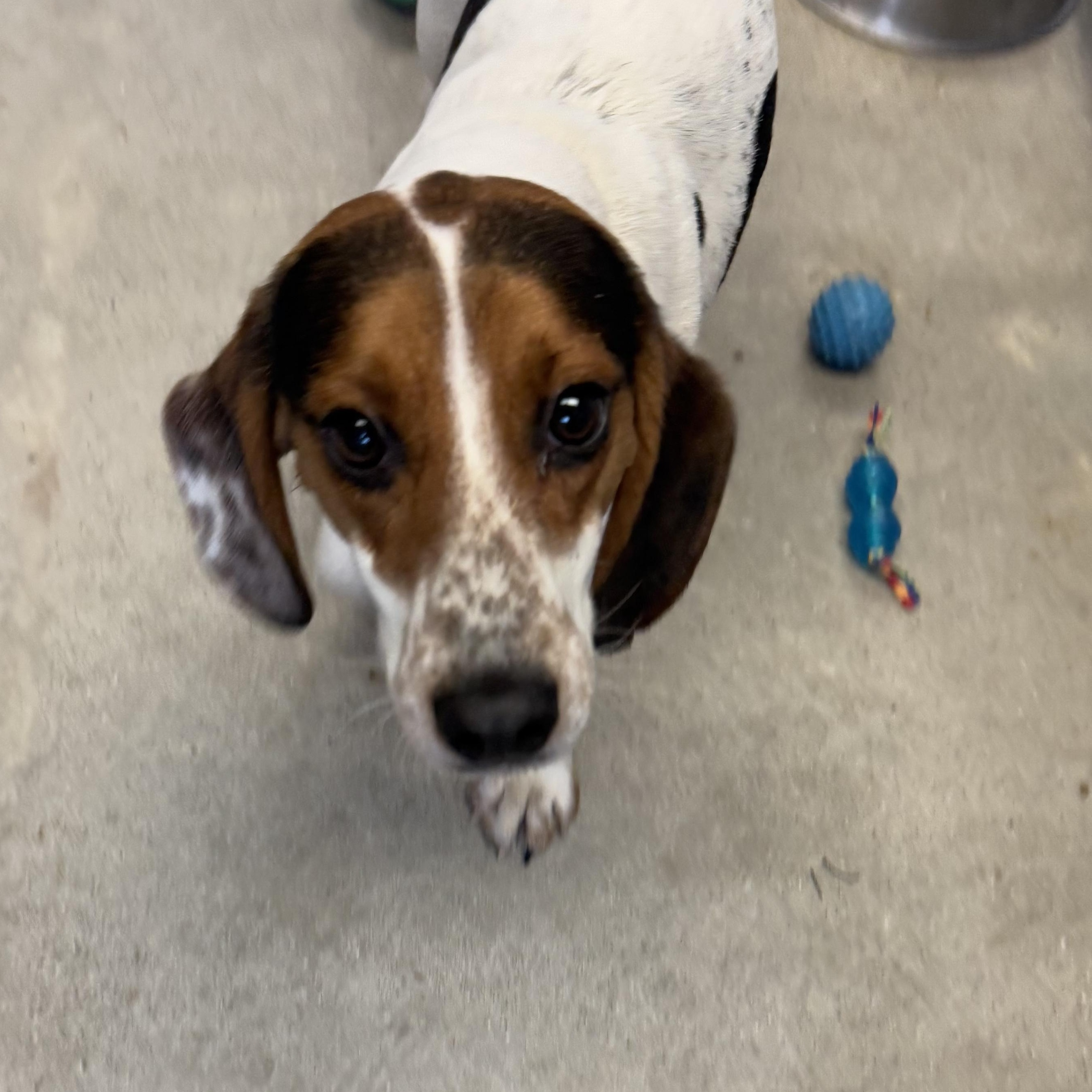 Dog for adoption - Ted Nugent, a Beagle in Archbold , OH | Petfinder
