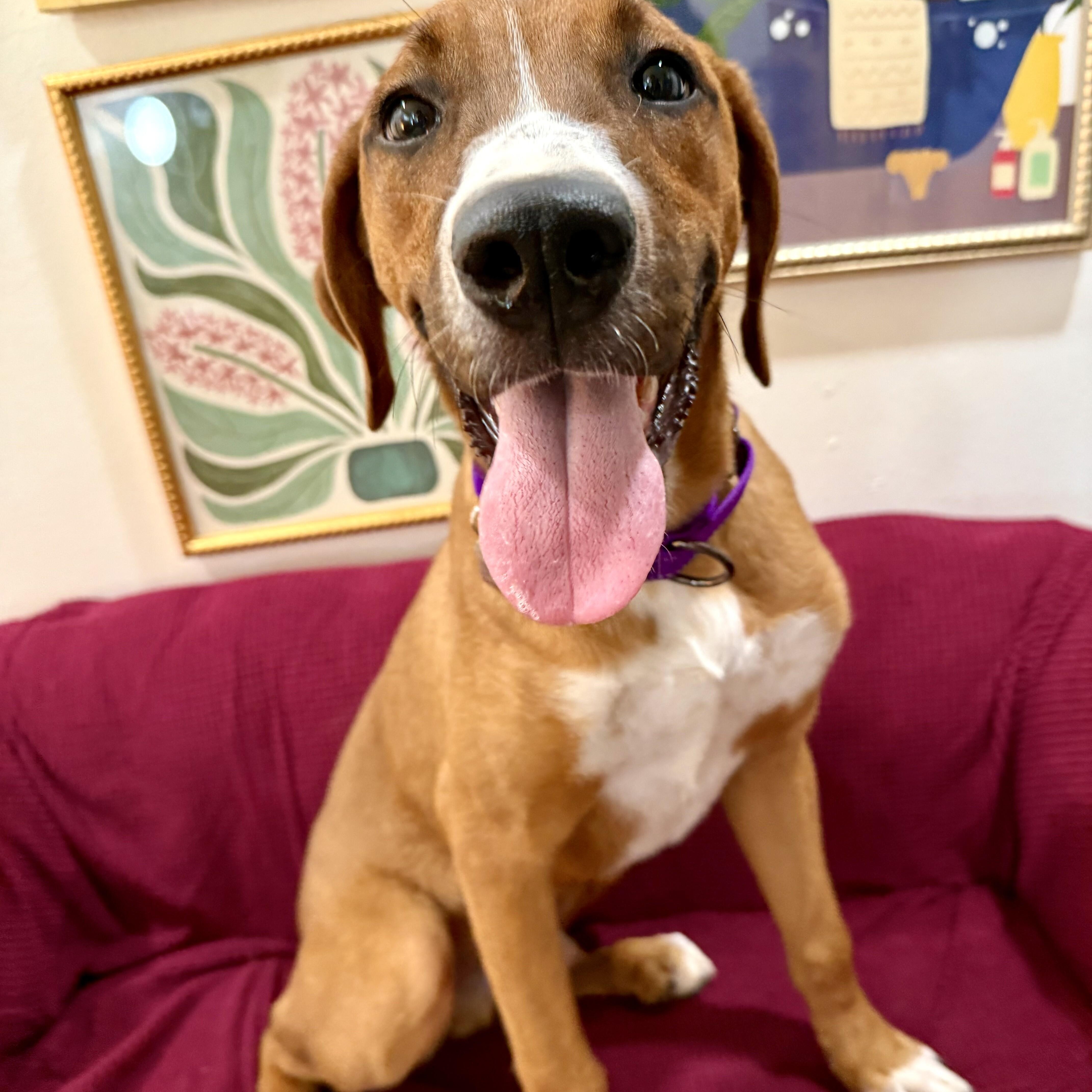 Dog for adoption - Corbin Corndog Small Cutie Cuddlypants, a Boxer ...