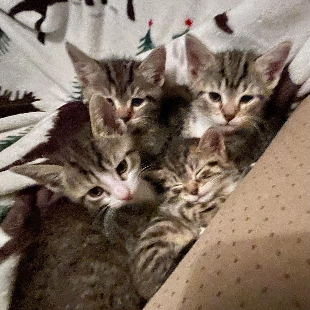 Cat for adoption - Kittens Ready June 11, a Domestic Short Hair in ...