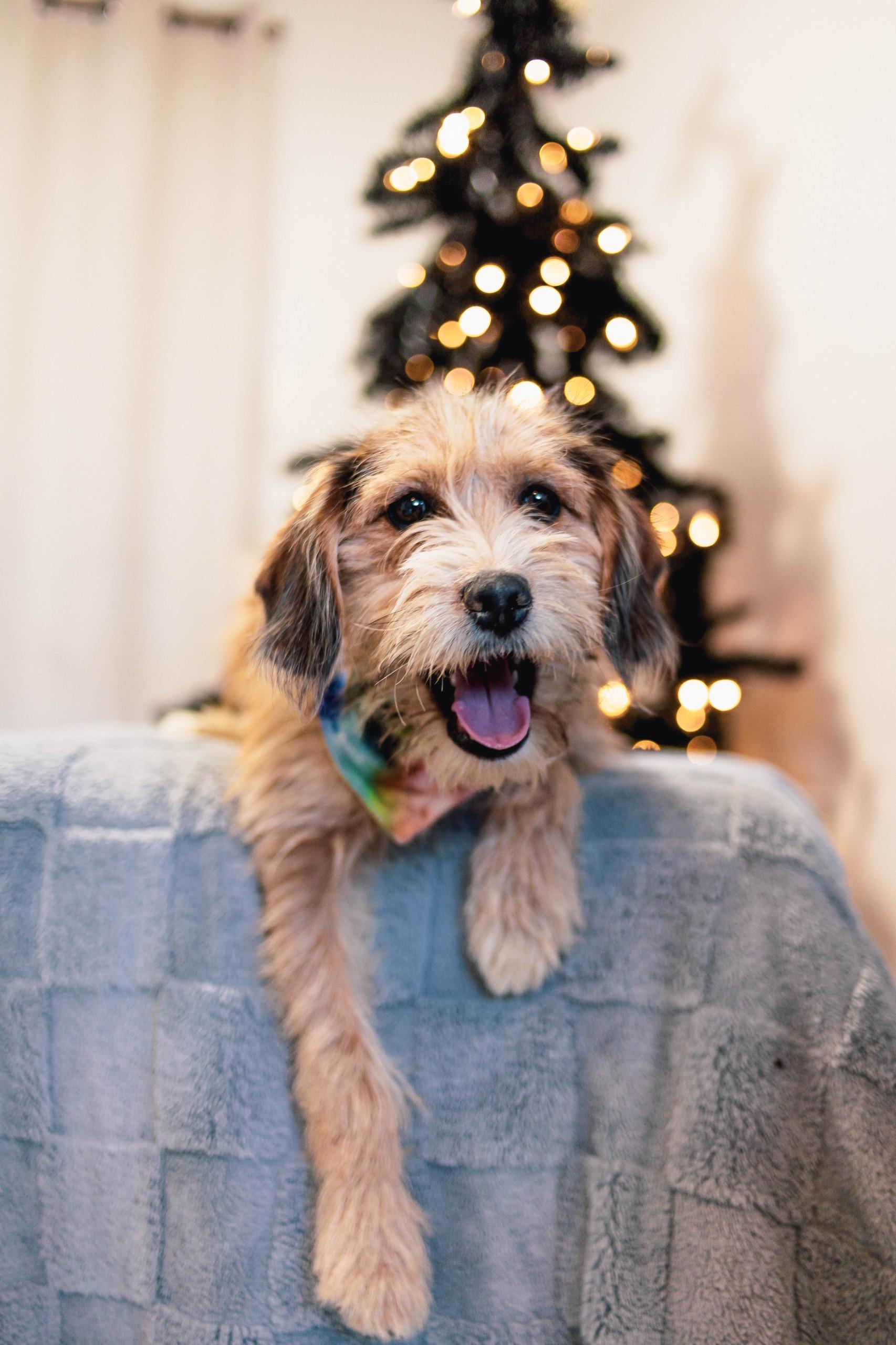 Dog for adoption - Camila!, a Petit Basset Griffon Vendeen & Airedale ...