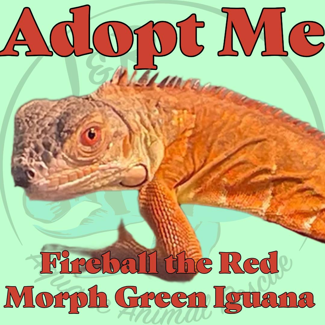 Reptile for adoption - Fireball the Red Green Iguana, an Iguana in ...