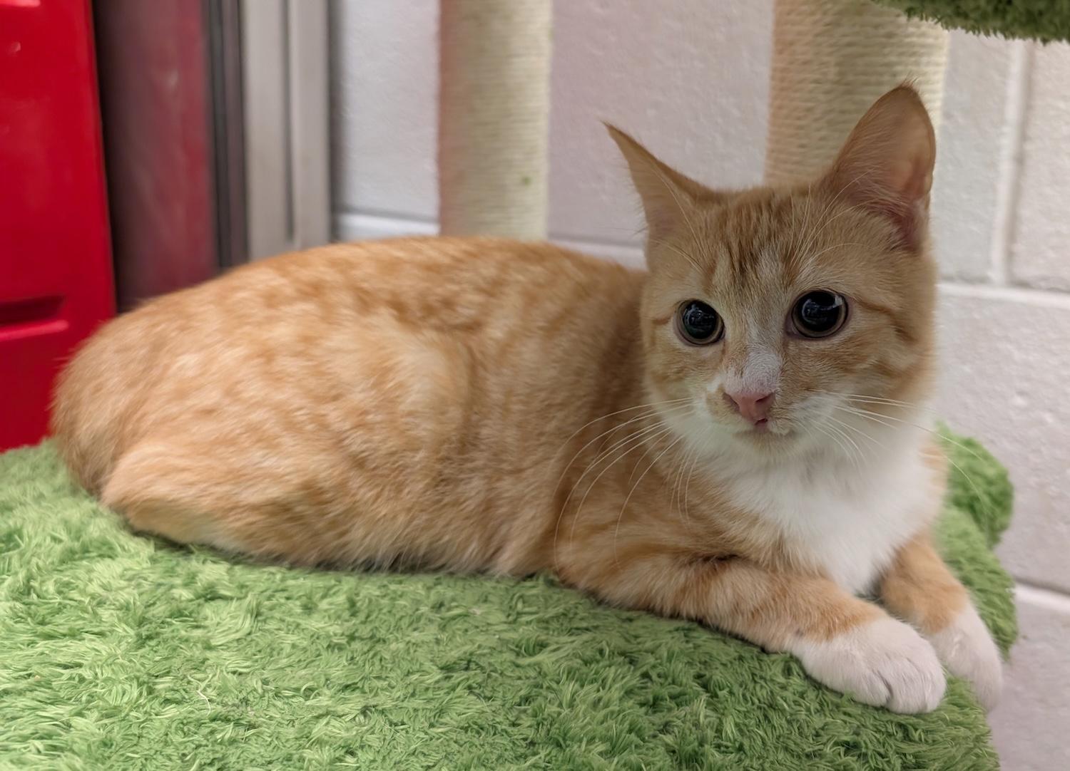 Available Cats and Kittens - Johnston County Animal Protection League ...