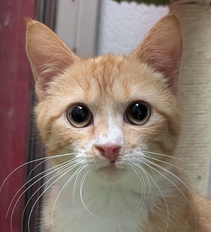 Available Cats and Kittens - Johnston County Animal Protection League ...