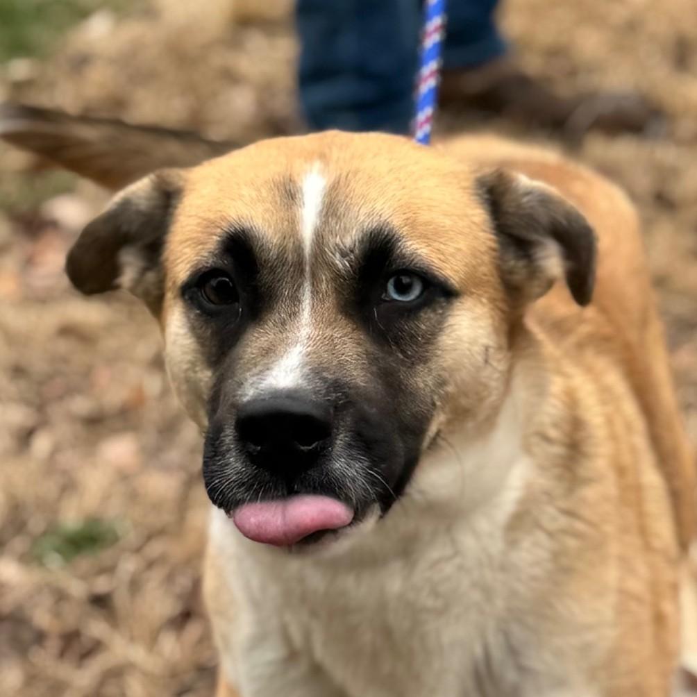 Dog for adoption - Dixie, a Labrador Retriever Mix in Hagerstown, MD ...