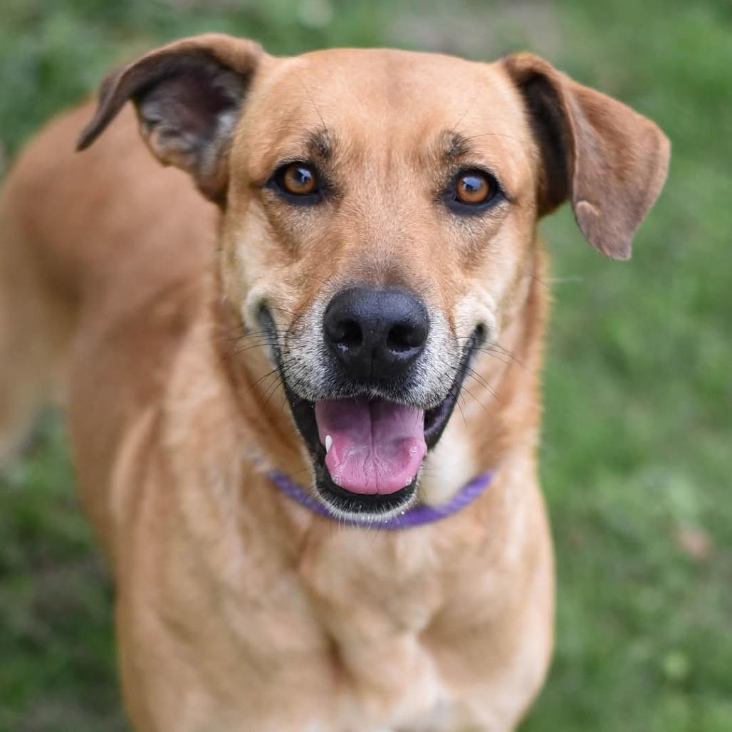 Dog for adoption - Suzie JuM*, a Boxer & Retriever Mix in Branson, MO ...