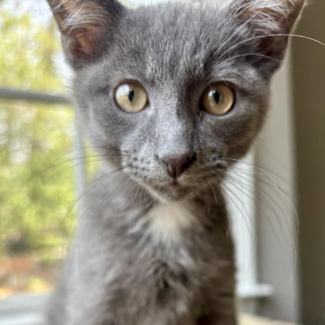 Cat for adoption - Gilbert, a Domestic Short Hair Mix in Reston, VA ...