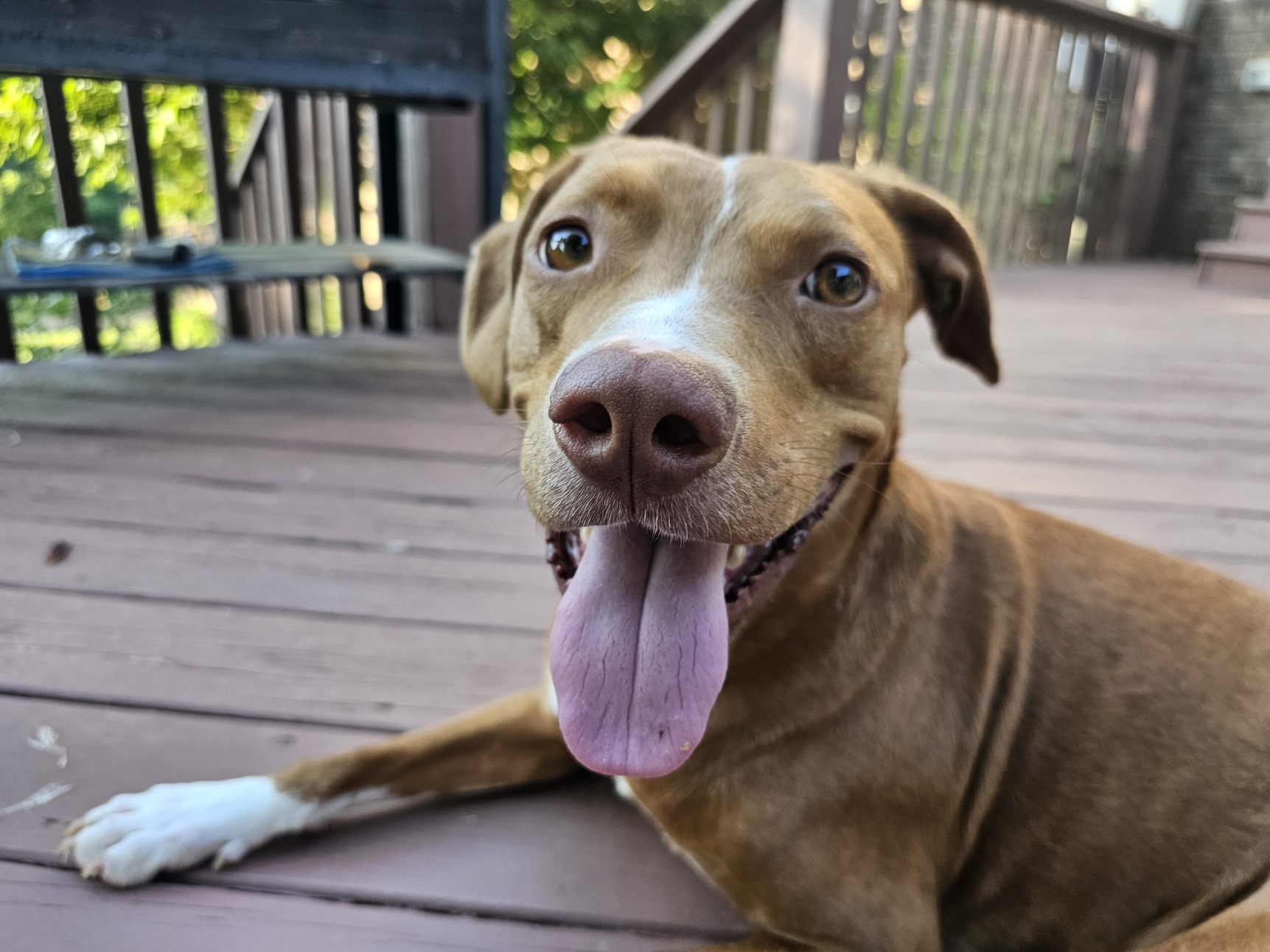 Dog for adoption - Jack Jack, a Hound Mix in Birmingham, AL | Petfinder