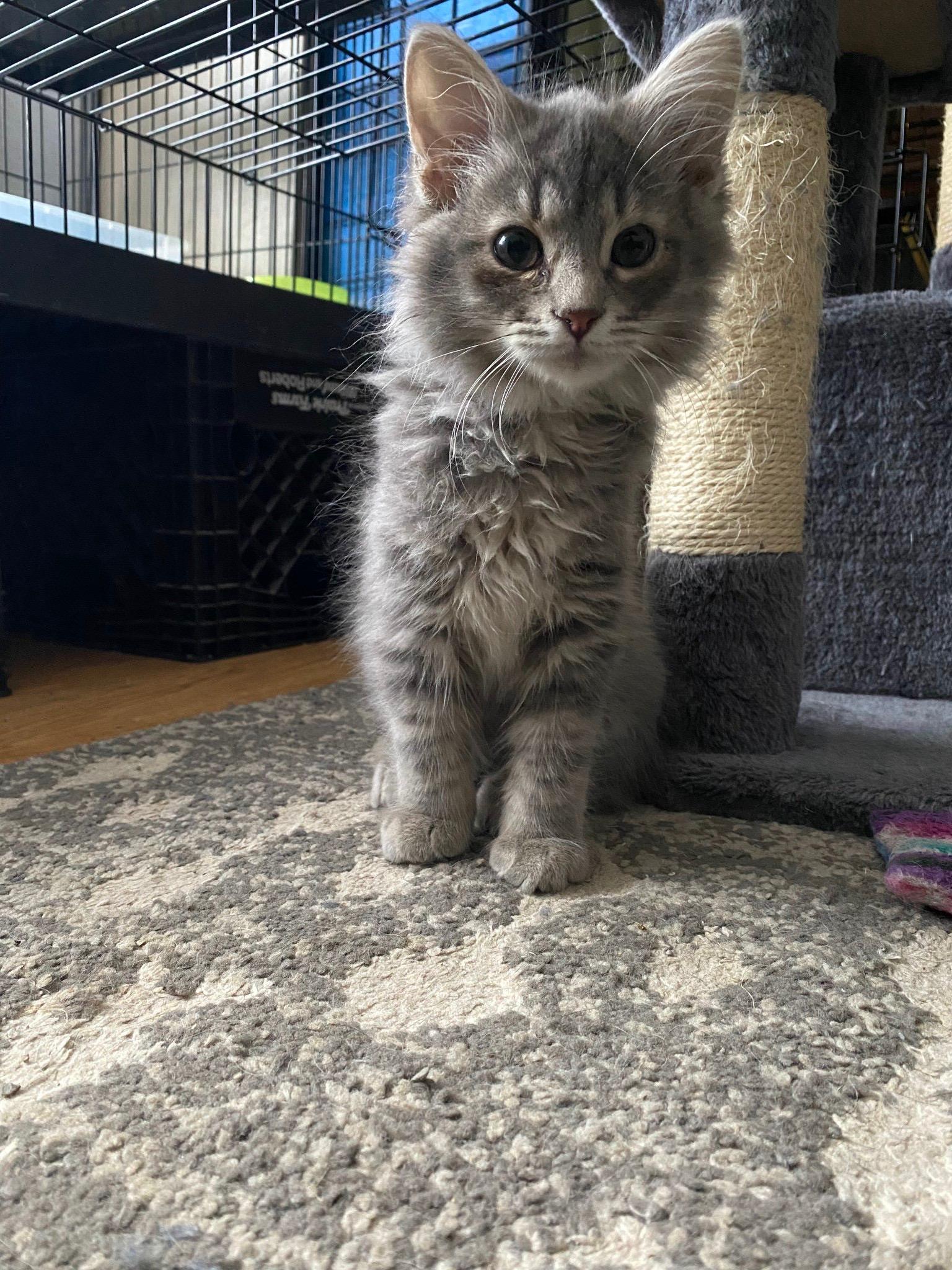 Cat for adoption - Spud, a Domestic Long Hair Mix in Lacon, IL | Petfinder