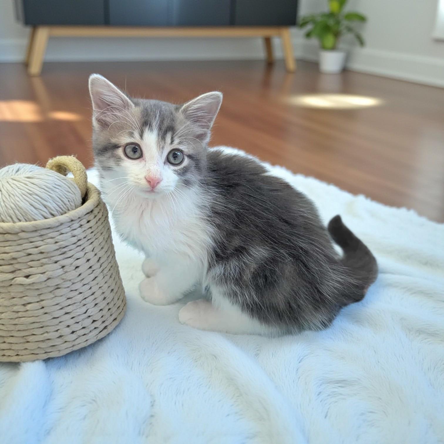Cat for adoption - George, a Domestic Medium Hair & Manx Mix in ...