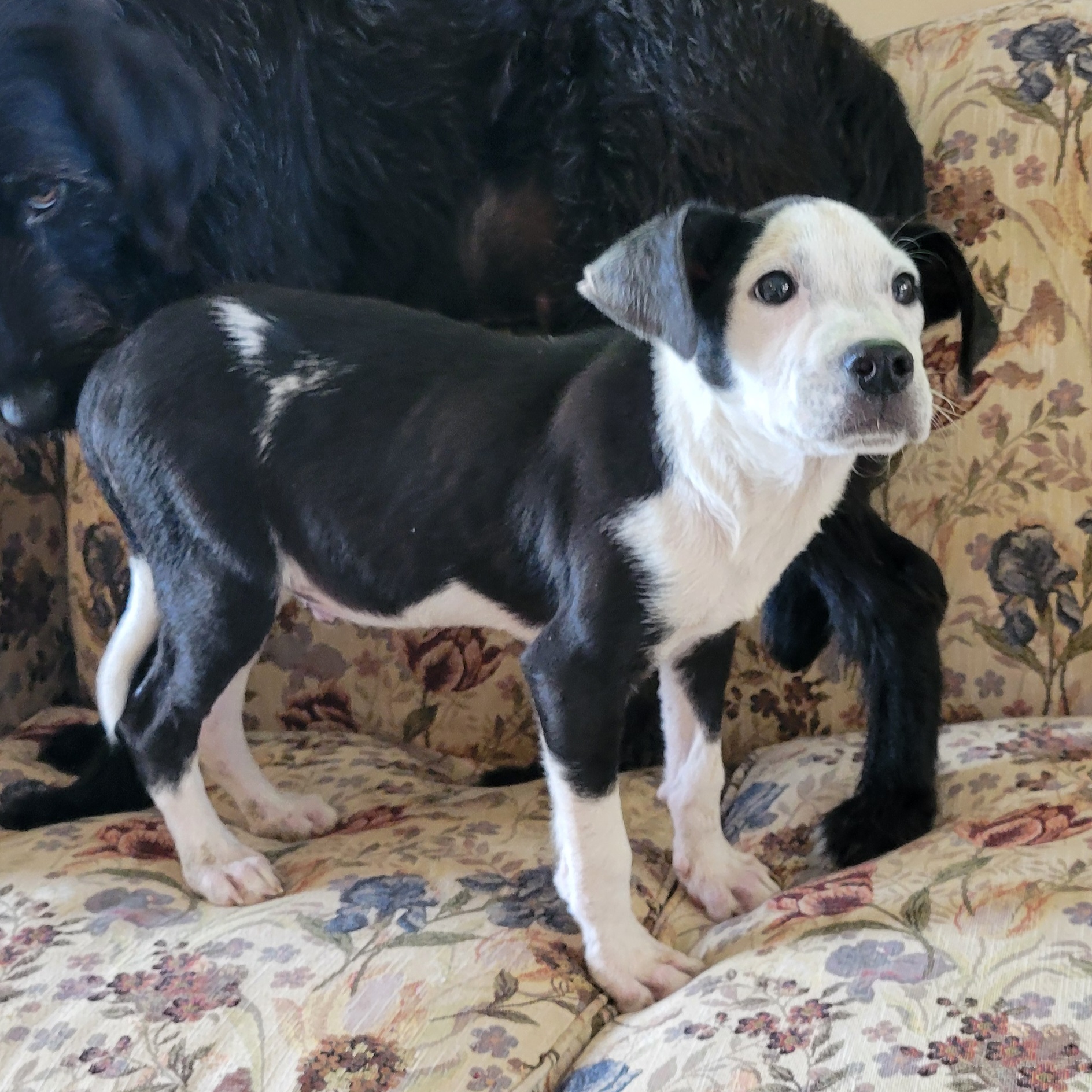 Dog for adoption - Oreo, a Pit Bull Terrier Mix in Fincastle, VA ...