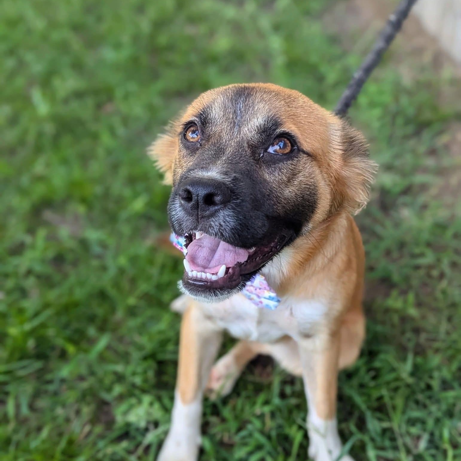 Dog for adoption - Brittany, a Pug & Australian Shepherd Mix in Mendham ...