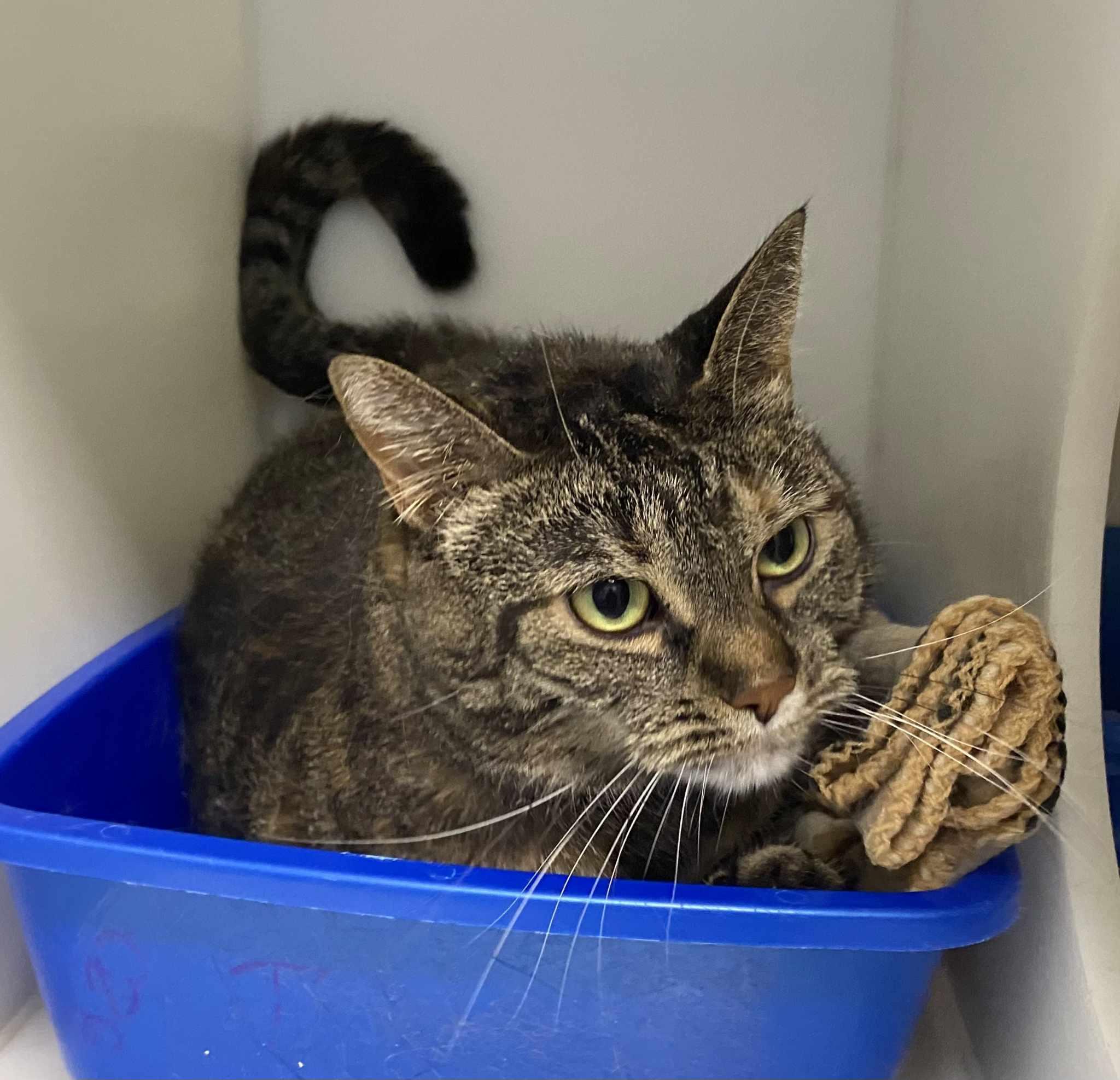 Cat for adoption - Babouche, a Domestic Short Hair in Delson, QC ...