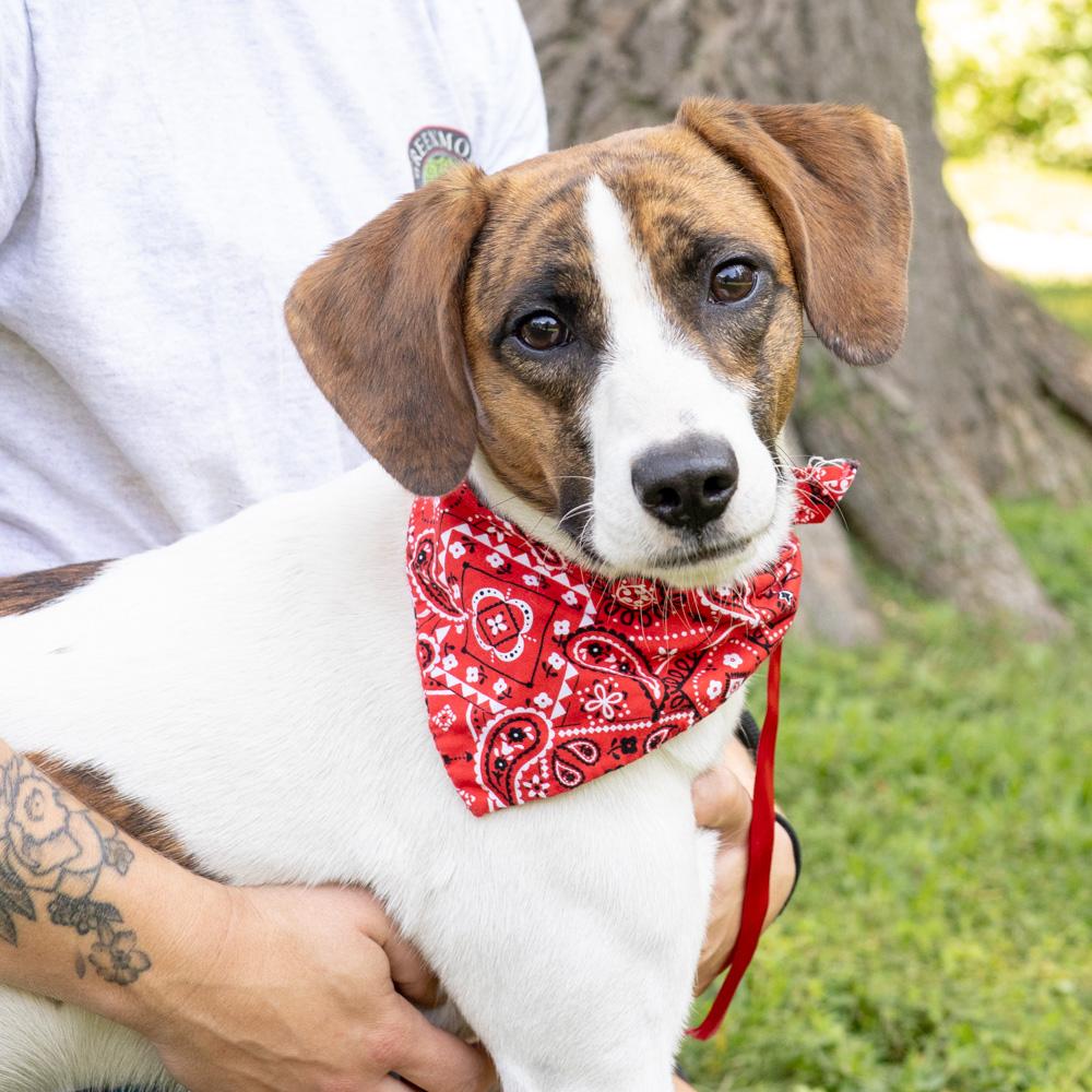 Dog for adoption - Leo (Male) Avail 7/19/2025, a Plott Hound & Beagle ...