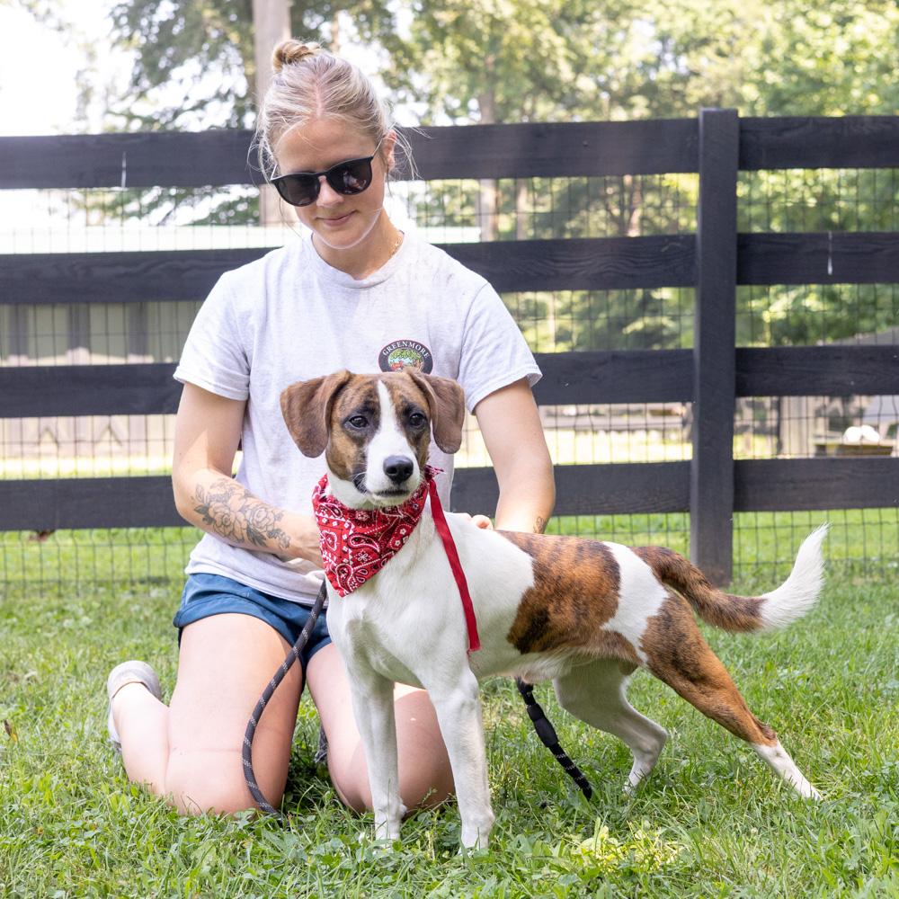 Dog for adoption - Leo (Male), a Plott Hound & Beagle Mix in West Grove ...