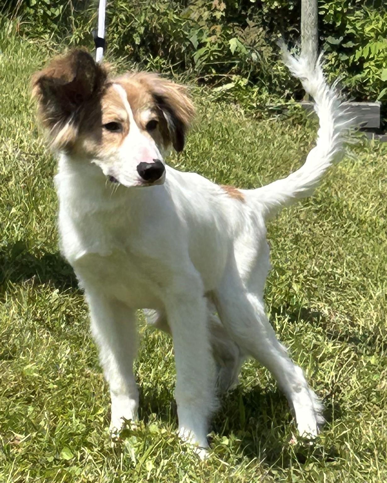 Dog for adoption - Novac-Available 7/6@Petsmart! www.lhar.dog to apply ...
