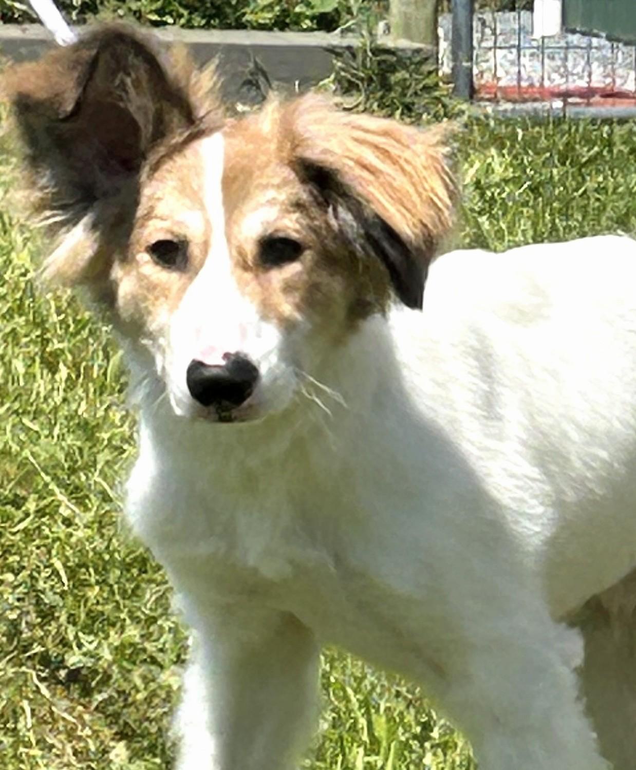 Dog for adoption - Novac-Available 7/6@Petsmart! www.lhar.dog to apply ...