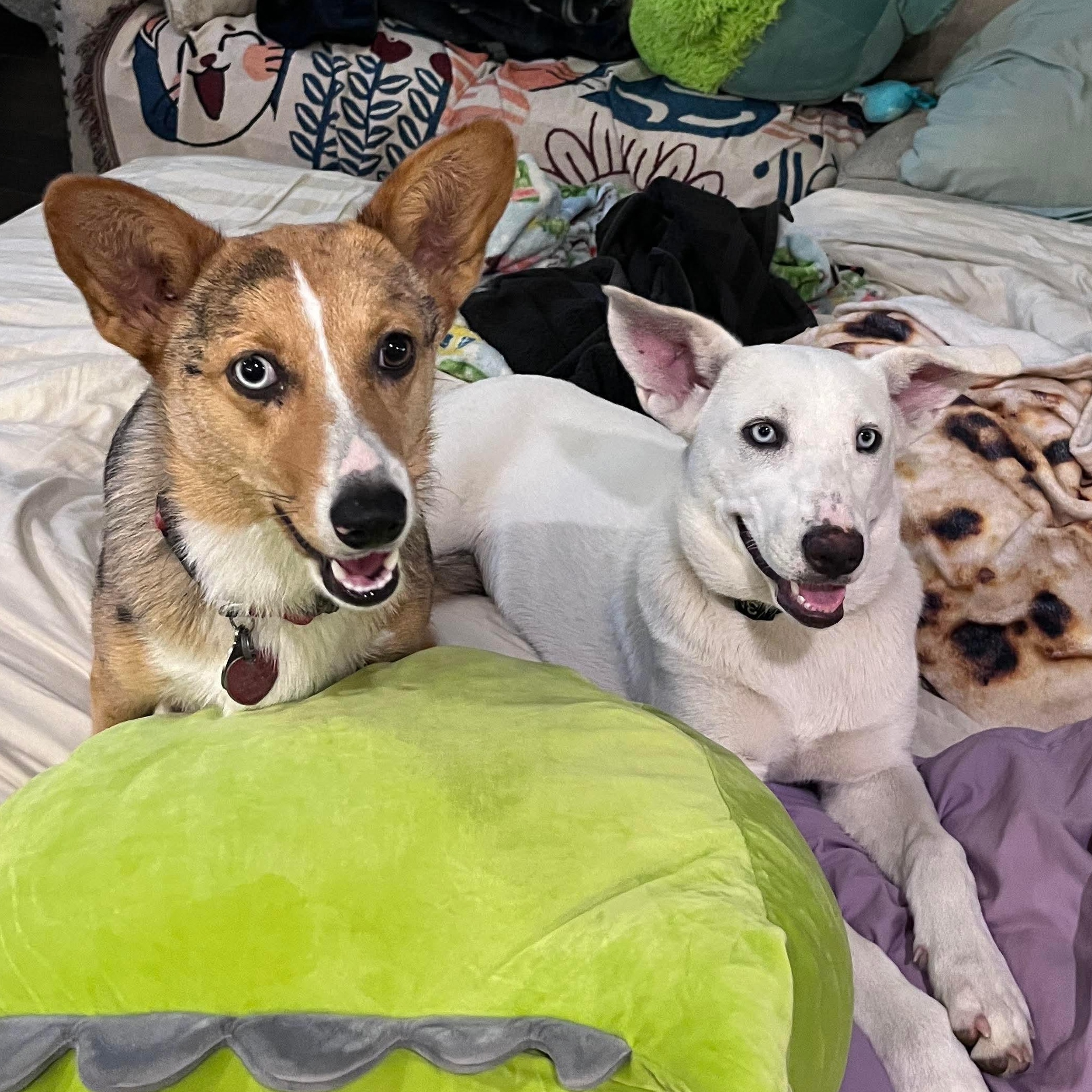 Dog for adoption - Blulee, a Shepherd & Husky Mix in Austin, TX | Petfinder