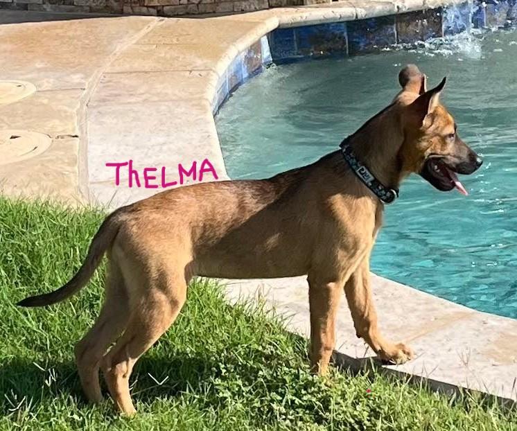 Dog for adoption - Thelma and Louise!, a Belgian Shepherd / Malinois ...