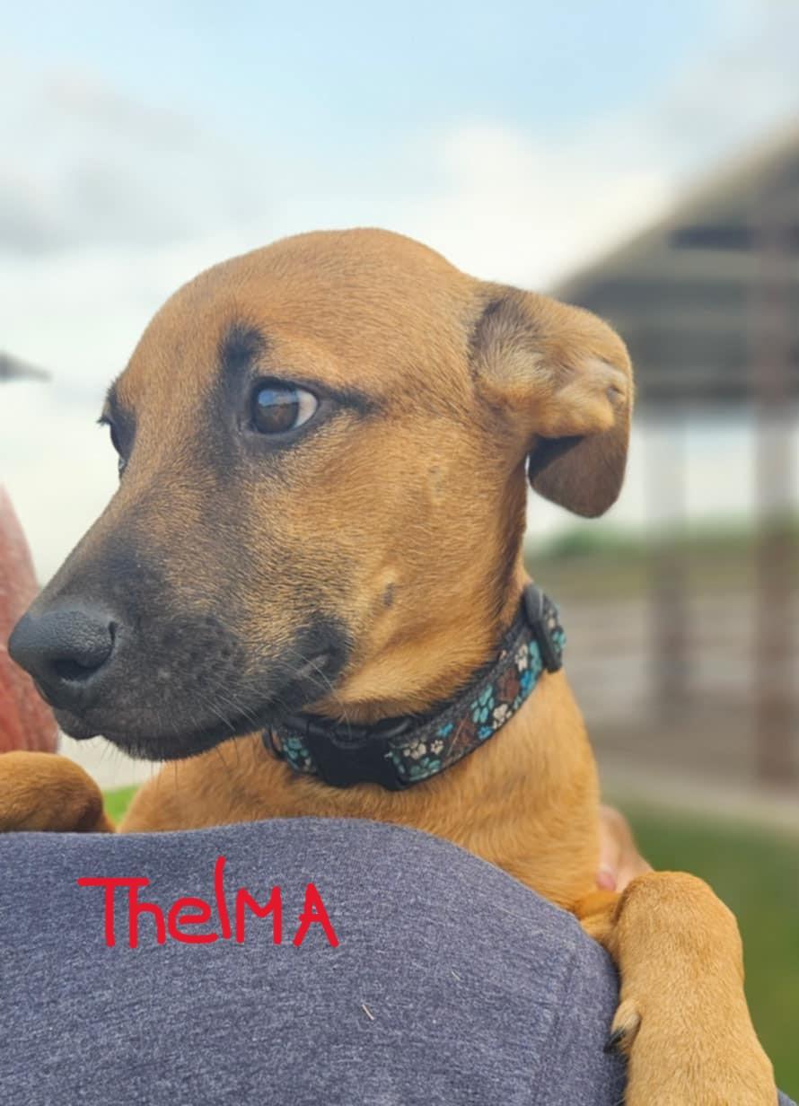 Dog for adoption - Thelma, a Belgian Shepherd / Malinois & Shepherd Mix ...