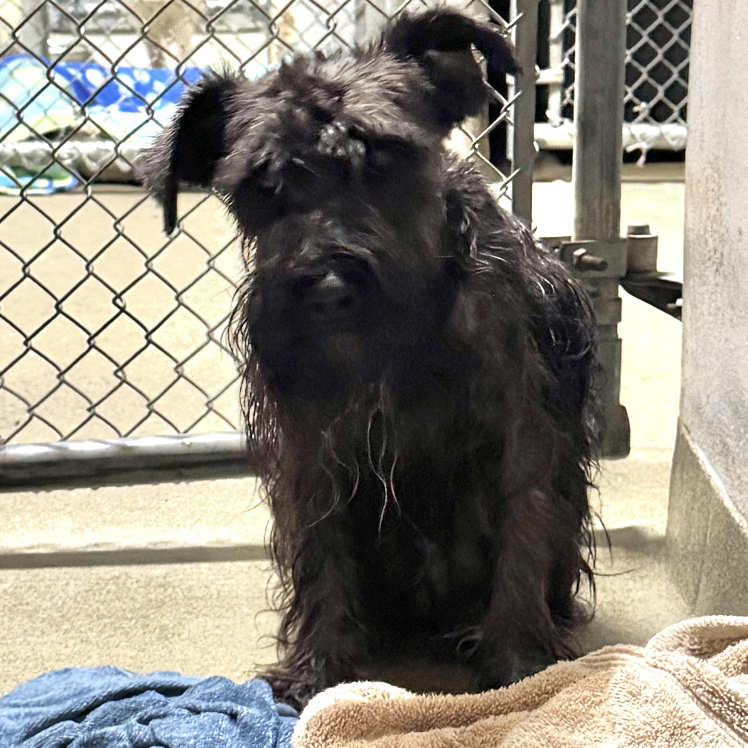 Jock 6066 - Adoptable Pet | Petfinder | Petfinder