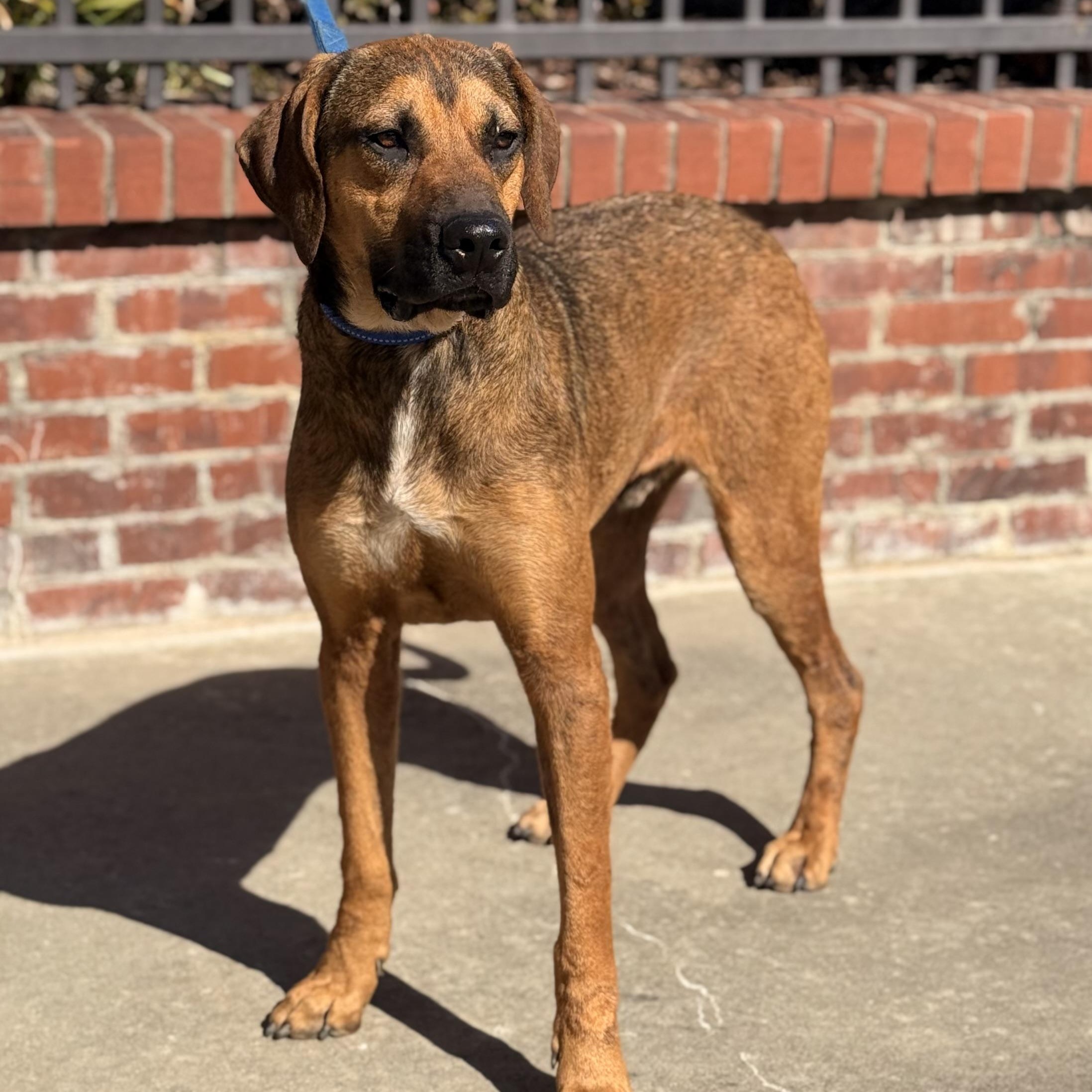 Dog for adoption - Bocephus, a Treeing Walker Coonhound & Redbone ...