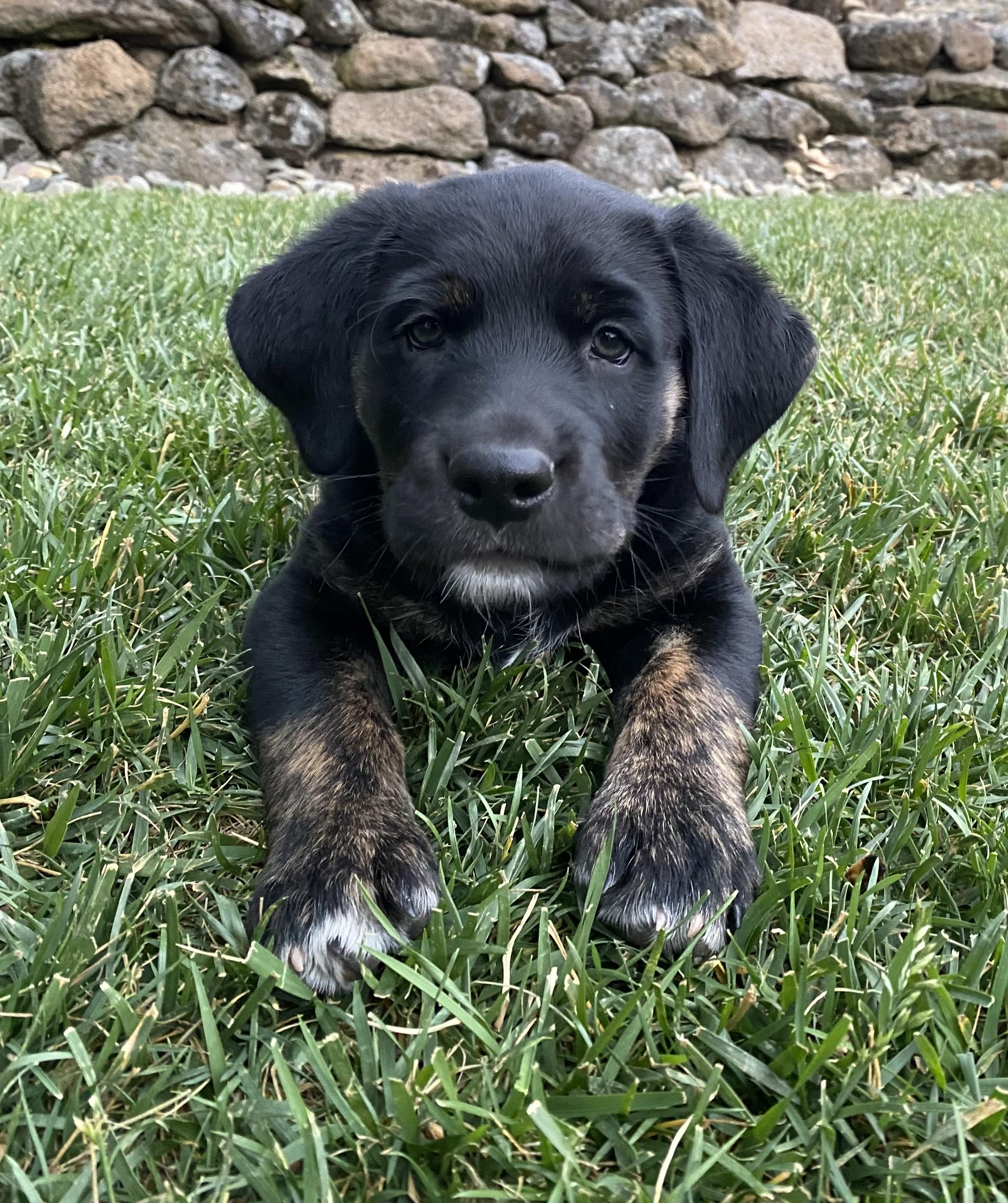 Cowboy - Adoptable Pet | Petfinder | Petfinder