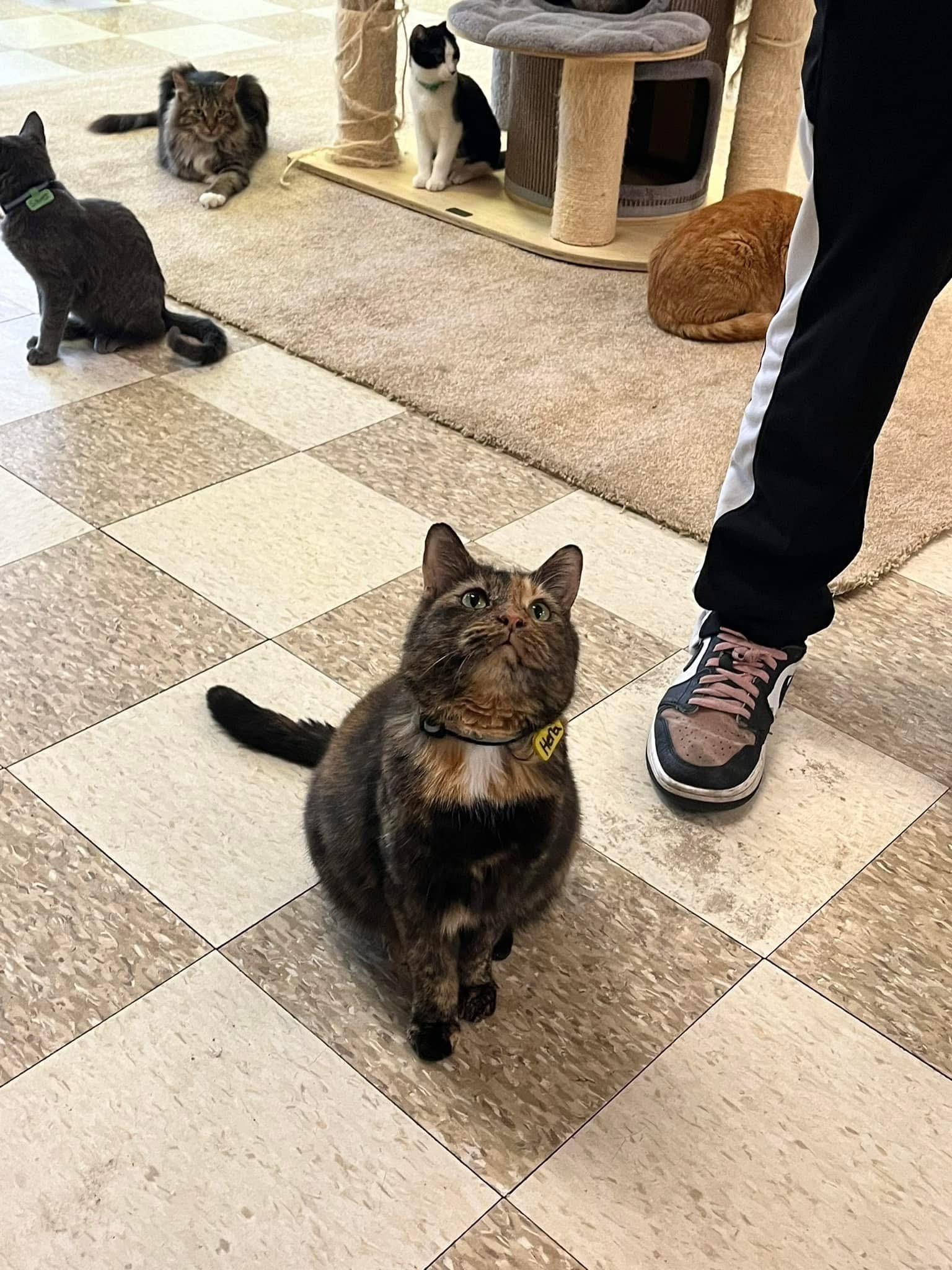 Cat for adoption - Hera, a Domestic Short Hair in Momence, IL | Petfinder