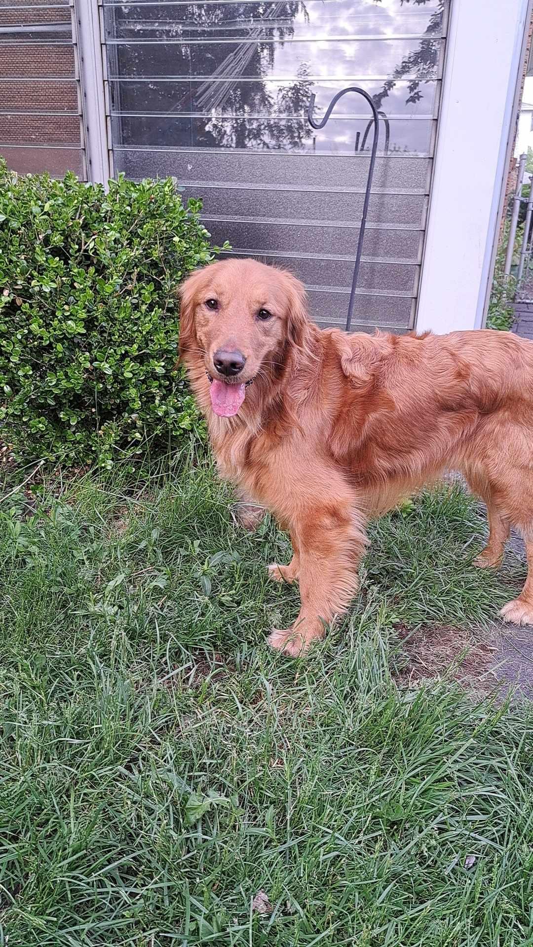 Dog for adoption - Bentley, a Golden Retriever in Rochester, NY | Petfinder