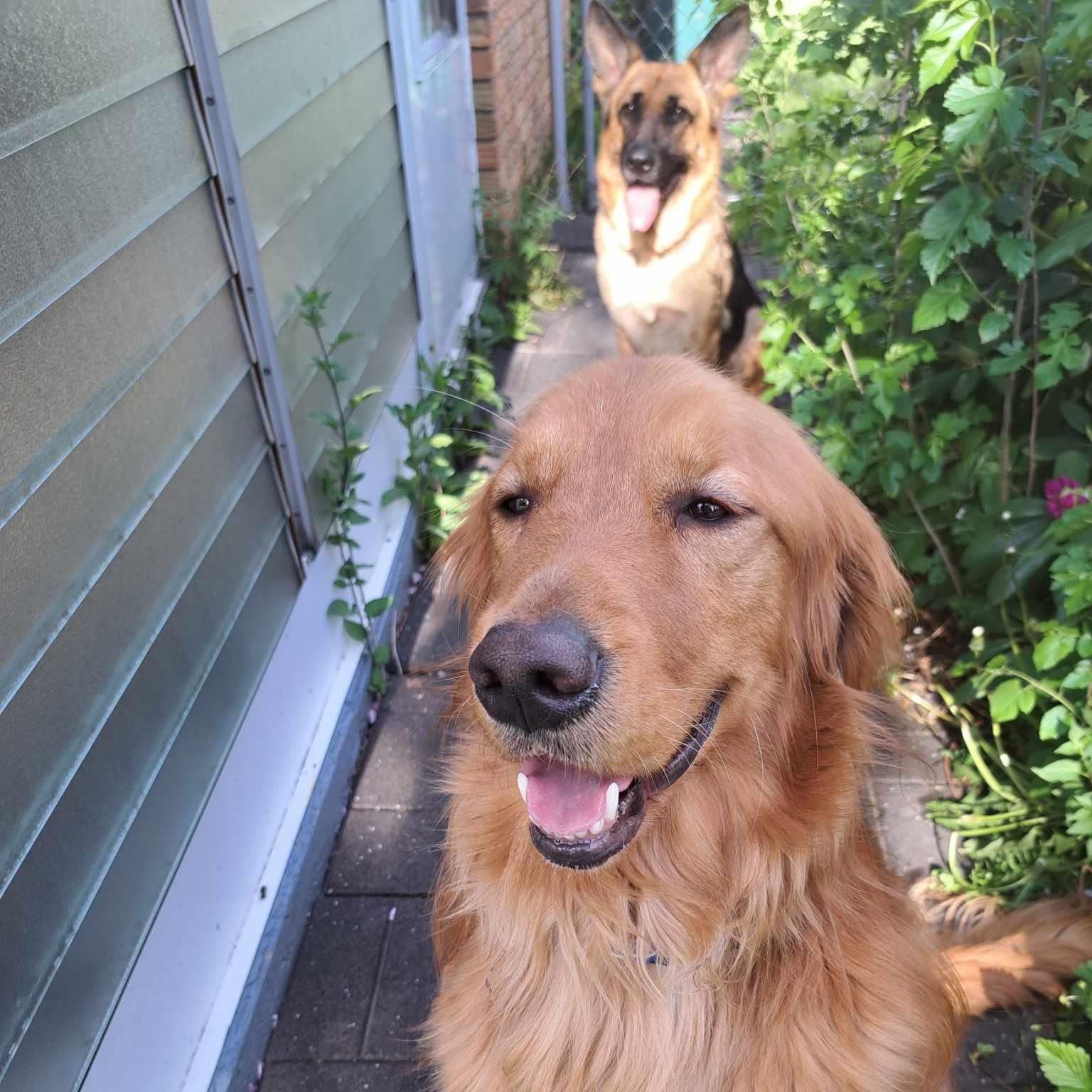 Dog for adoption - Bentley, a Golden Retriever in Rochester, NY | Petfinder