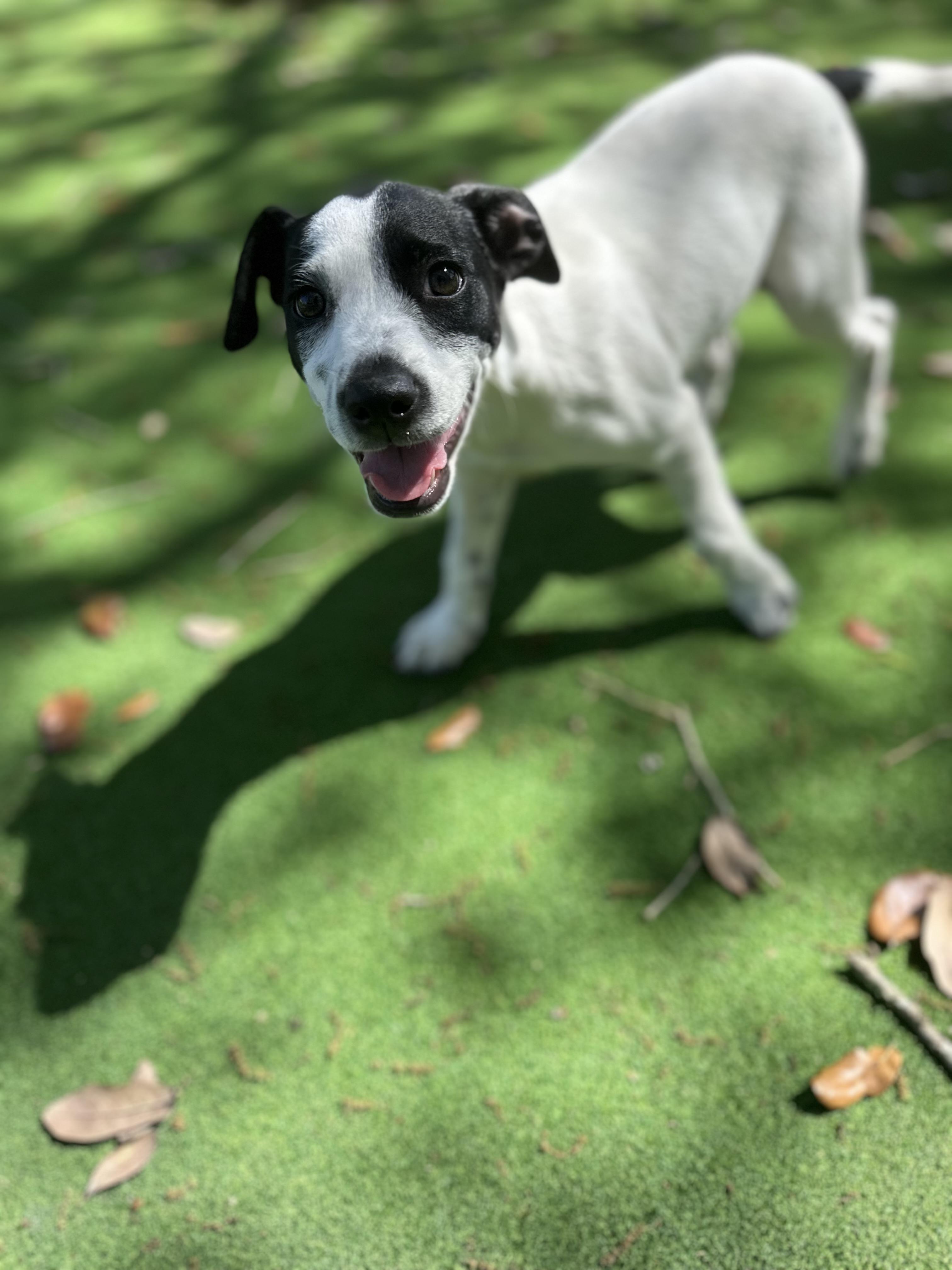 Dog for adoption - Tiny, a Pointer & Australian Cattle Dog / Blue ...