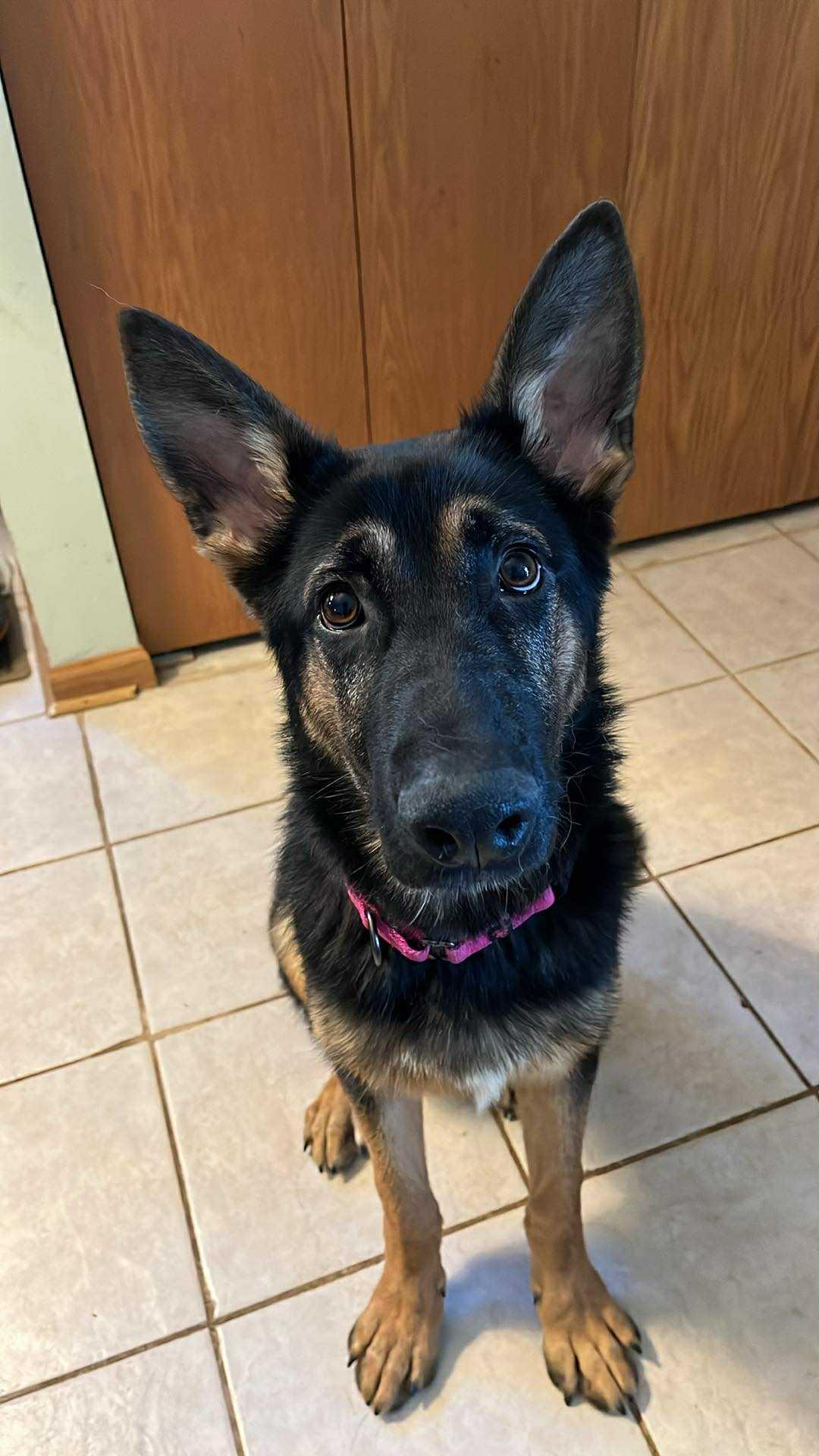 Dog for adoption - Dillon, a German Shepherd Dog in Chicago, IL | Petfinder